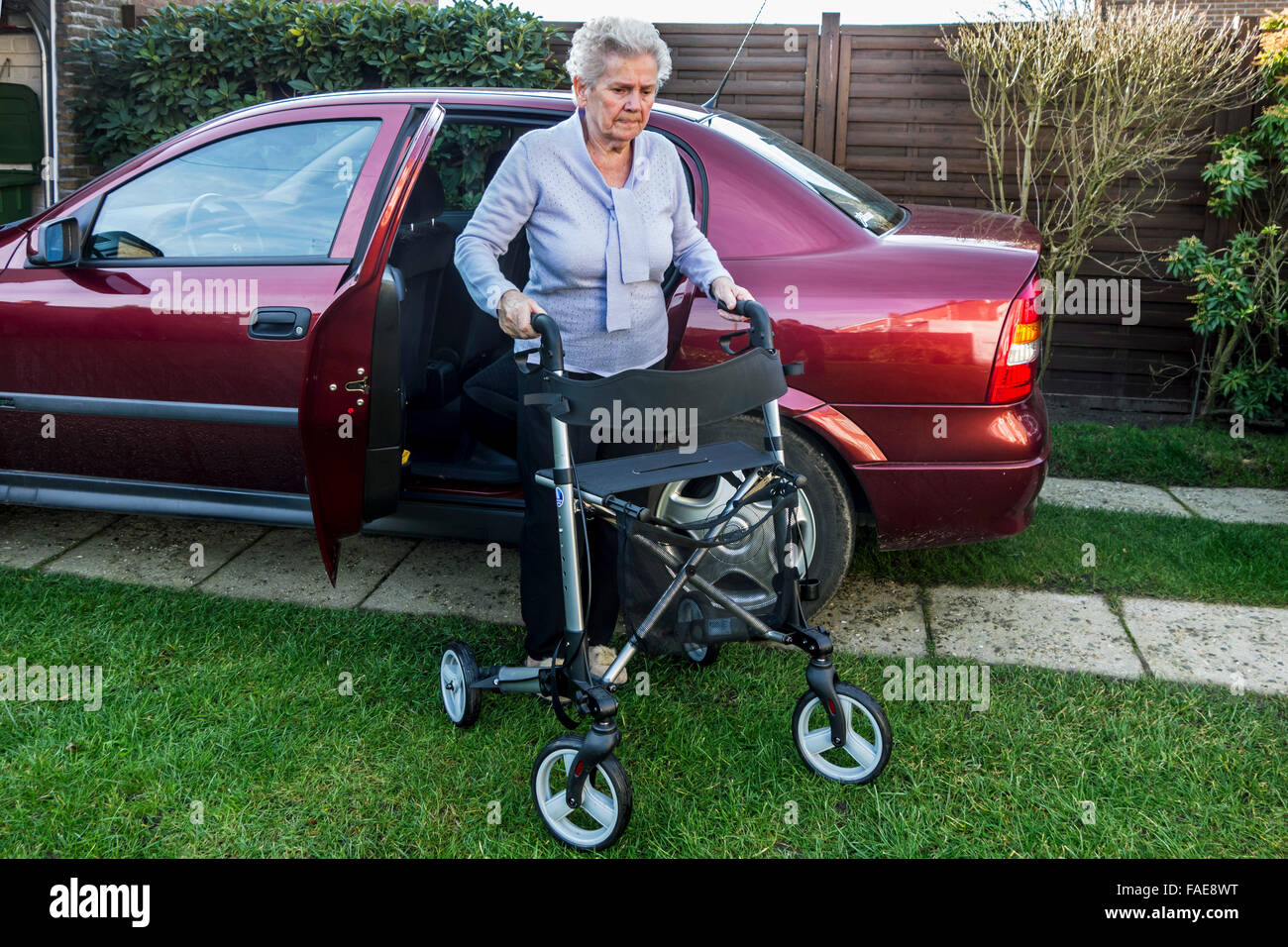 Elderly woman with rollator / wheeled walker getting out of car on ...