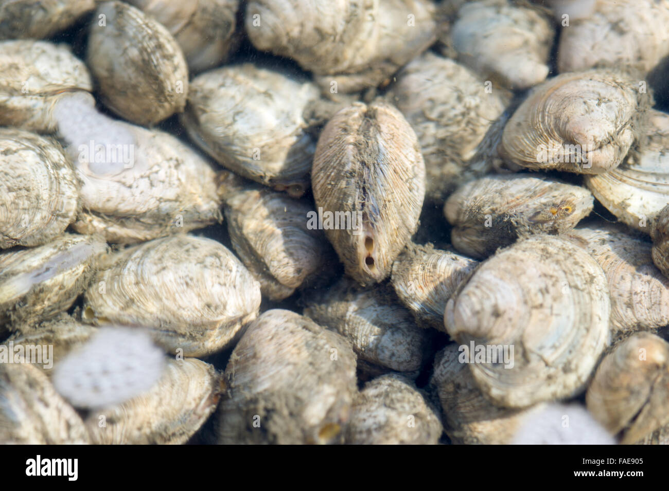 Aquaculture Clam Nursery in Maryland Stock Photo - Alamy
