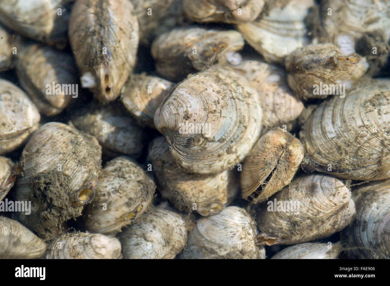 Clam aquaculture hi-res stock photography and images - Alamy