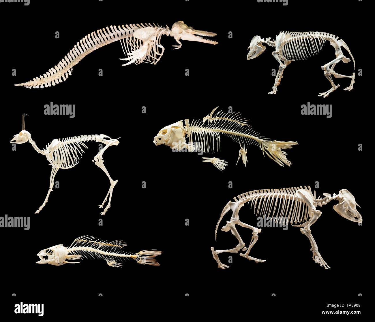 Set of skeletones. Isolated over black background Stock Photo - Alamy