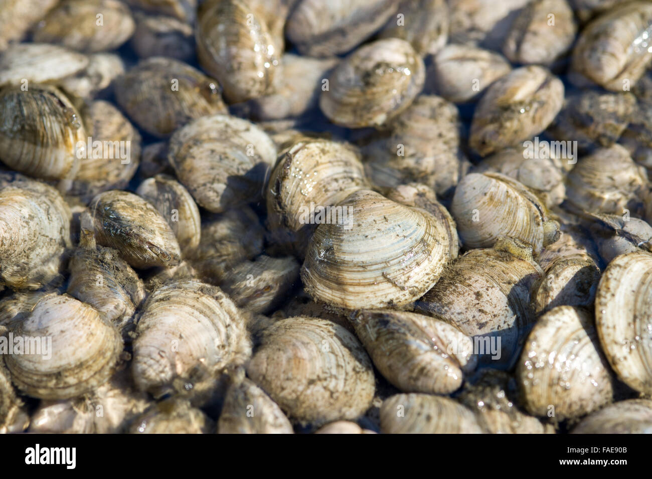 Aquaculture Clam Nursery in Maryland Stock Photo - Alamy
