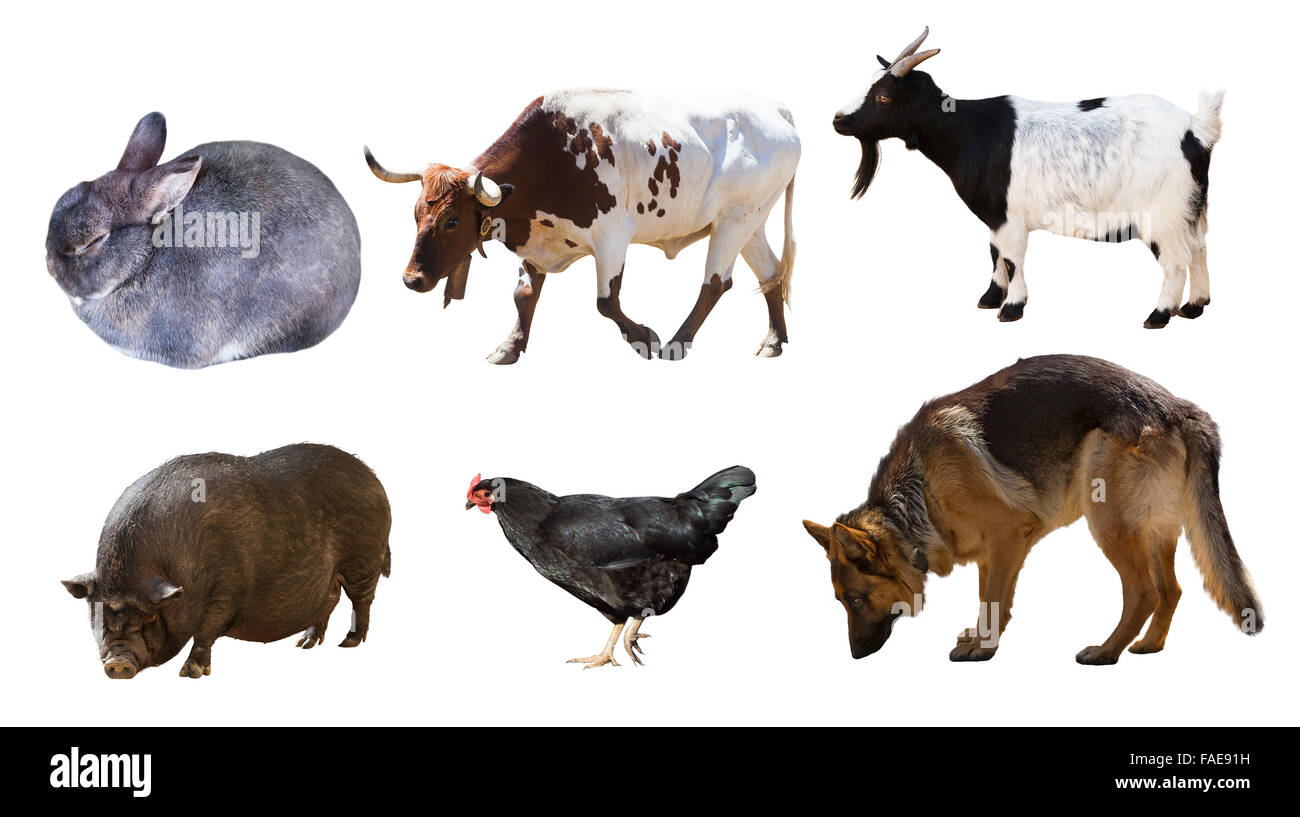 Set of Shepherd and other farm animals. Isolated over white Stock Photo ...
