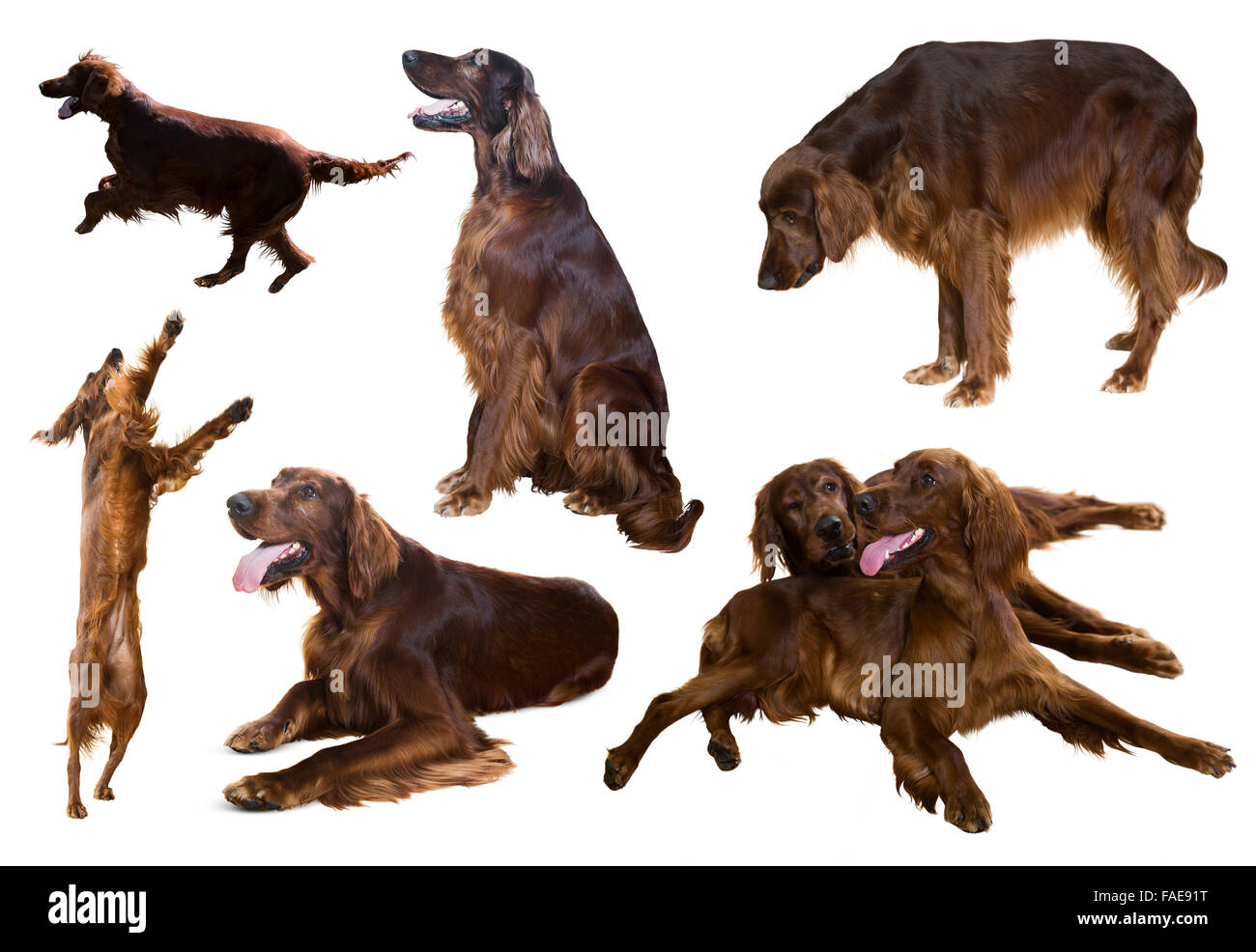Set of irish setters hi-res stock photography and images - Alamy