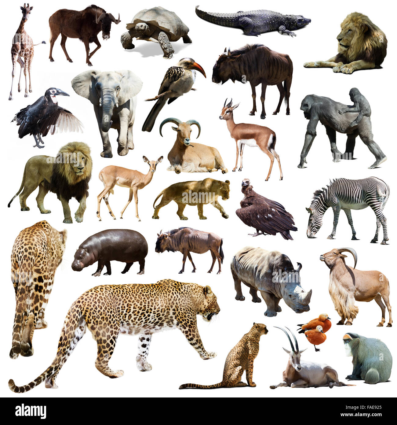 Set of leopard and other African animals. Isolated over white Stock ...