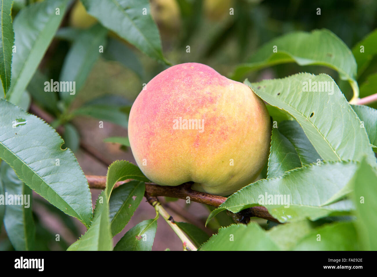 Orchard grown hi-res stock photography and images - Alamy