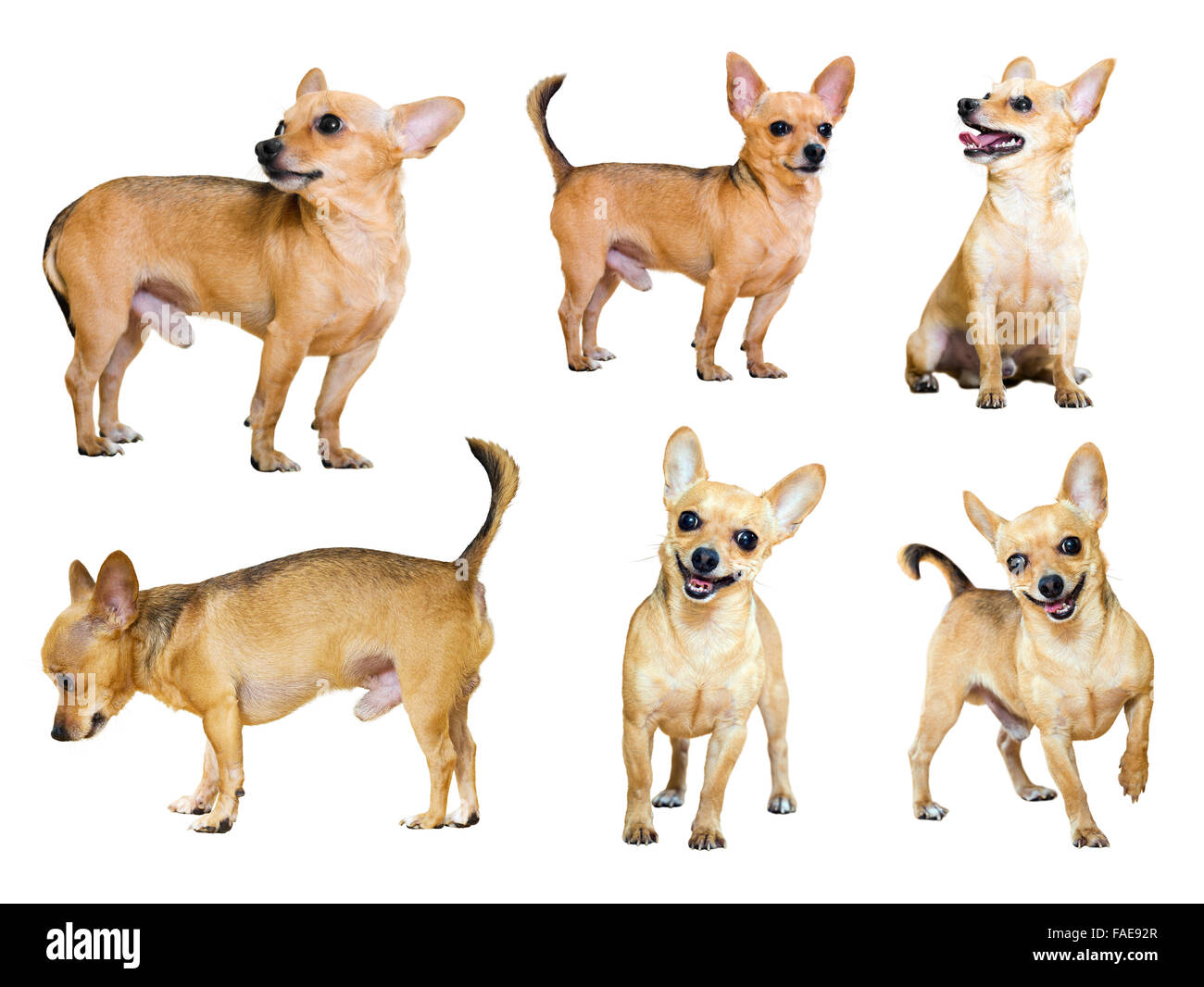 Set of Toy Terriers on white background Stock Photo - Alamy