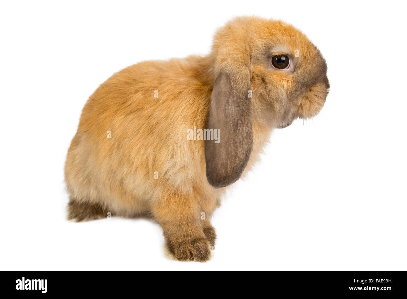 Baby of orange rabbit isolated on white background Stock Photo - Alamy