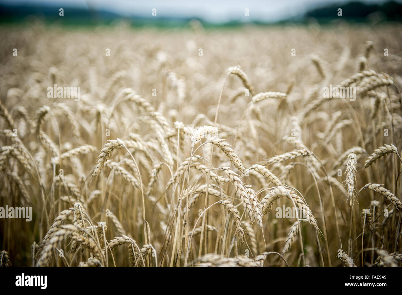 Field of Wheat Stock Photo - Alamy