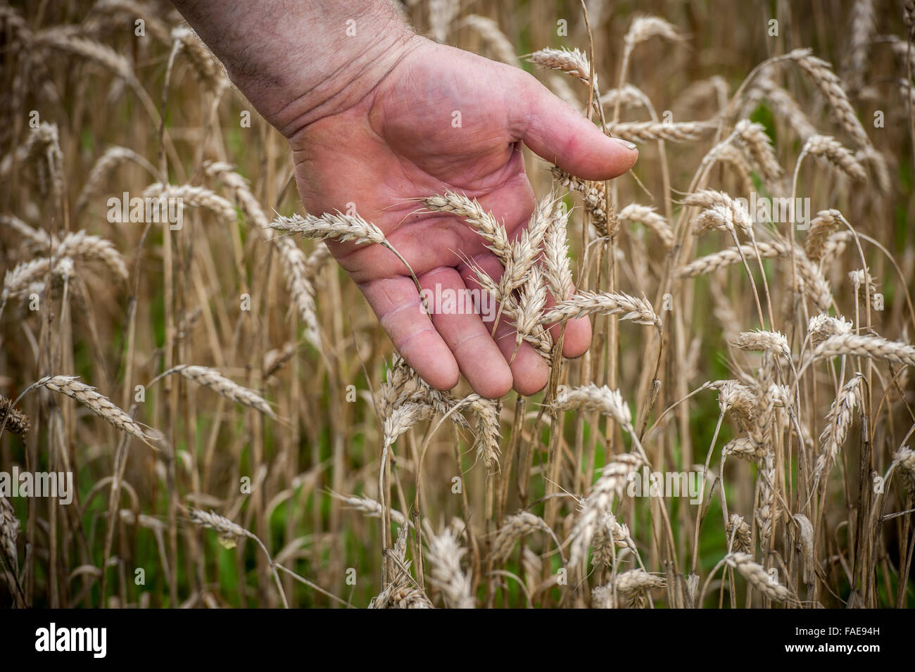 Farmer wheat hand hi-res stock photography and images - Alamy