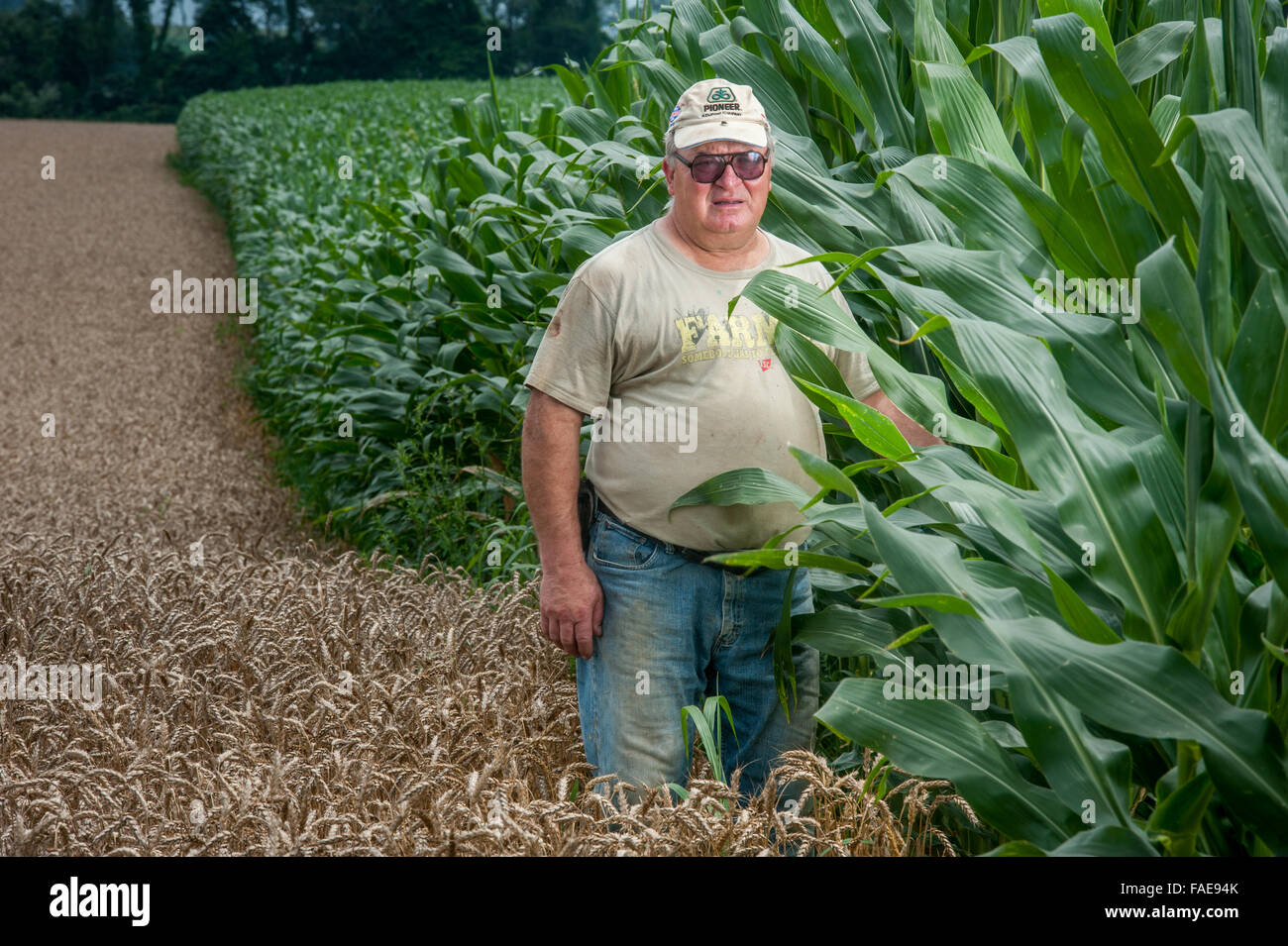 Farmer posing in a field of corn in Pennsylvania Stock Photo - Alamy