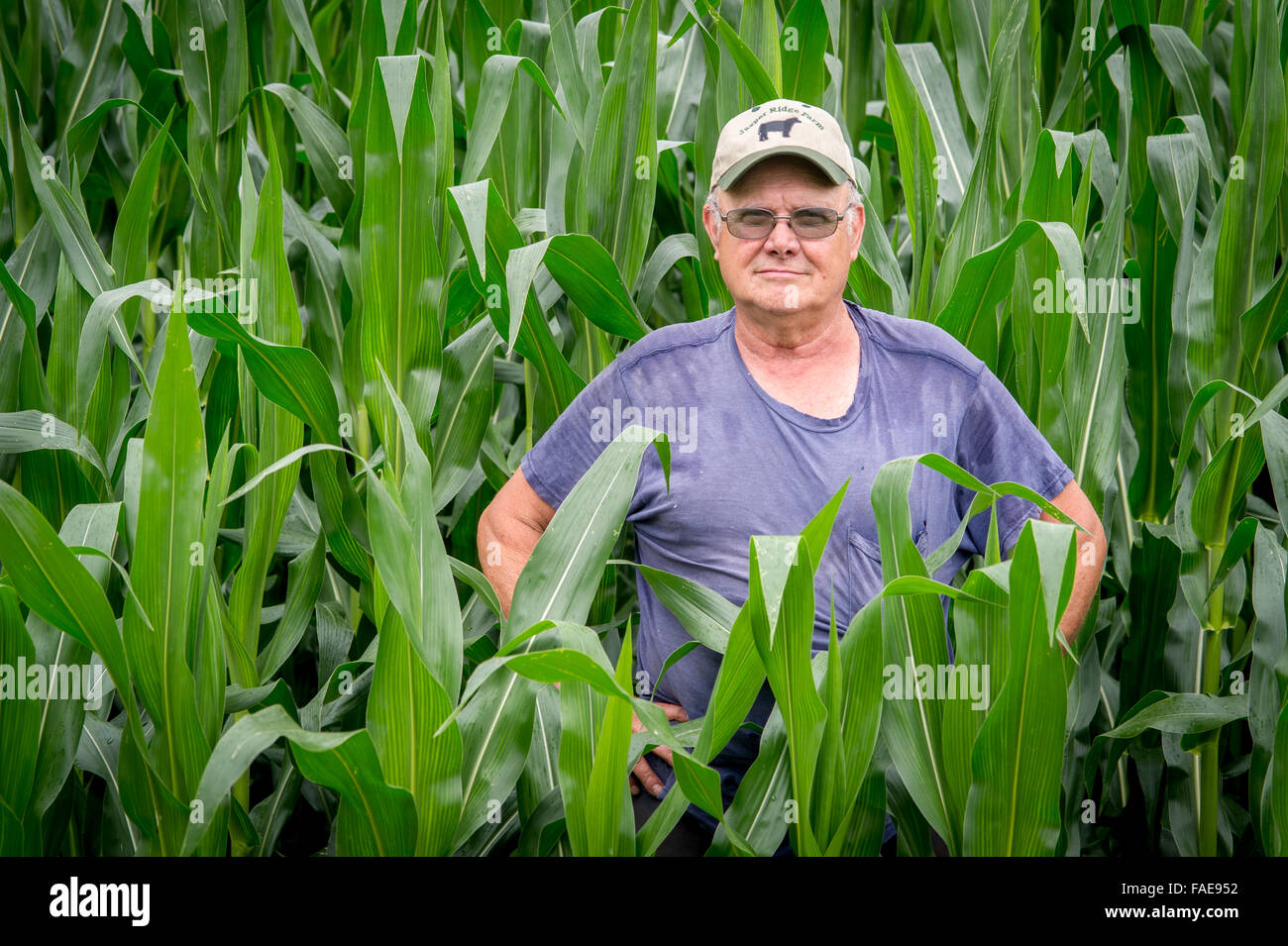 Farmer posing in a field of corn in Pennsylvania Stock Photo - Alamy