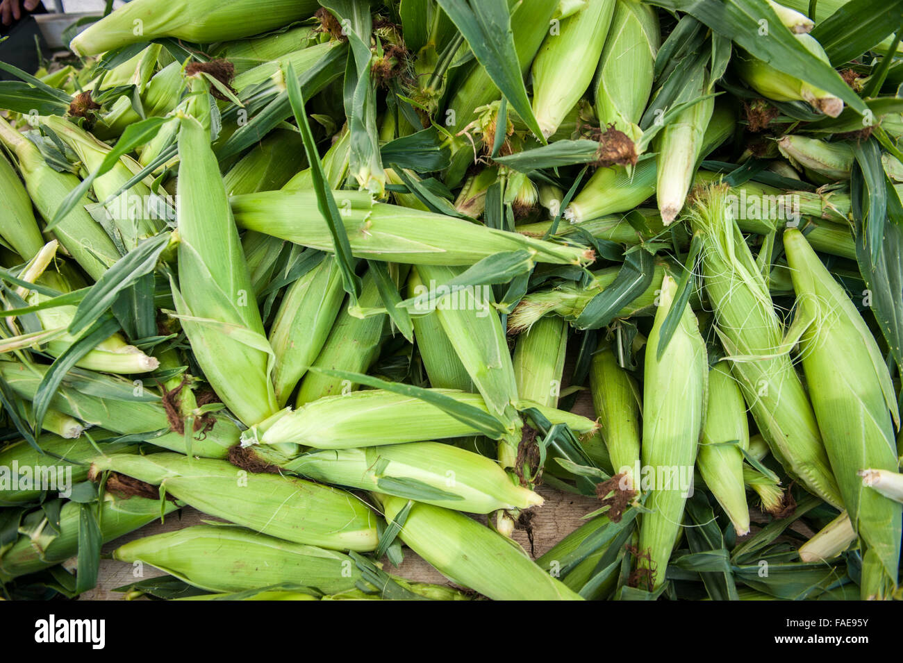 Corn harvest pile hi-res stock photography and images - Alamy