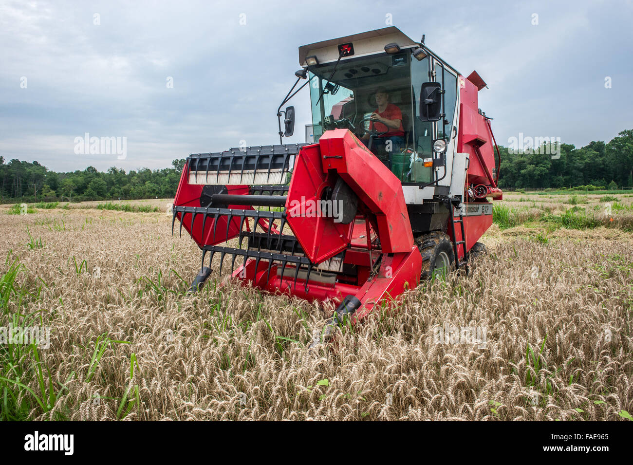 Farmer using a harvester in wheat test plots Stock Photo - Alamy