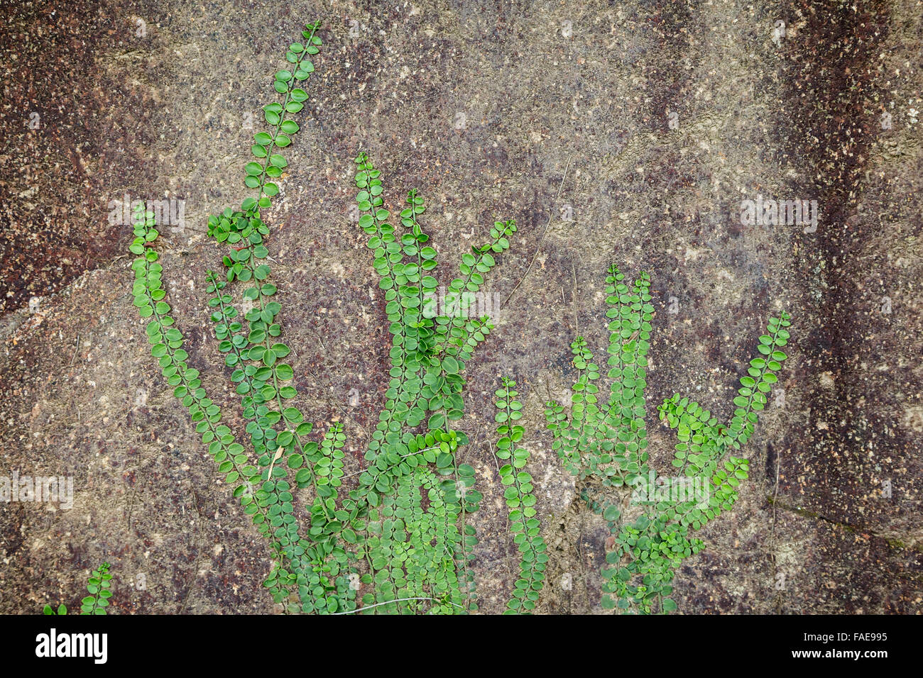 Vine plant on a rock texture background Stock Photo - Alamy