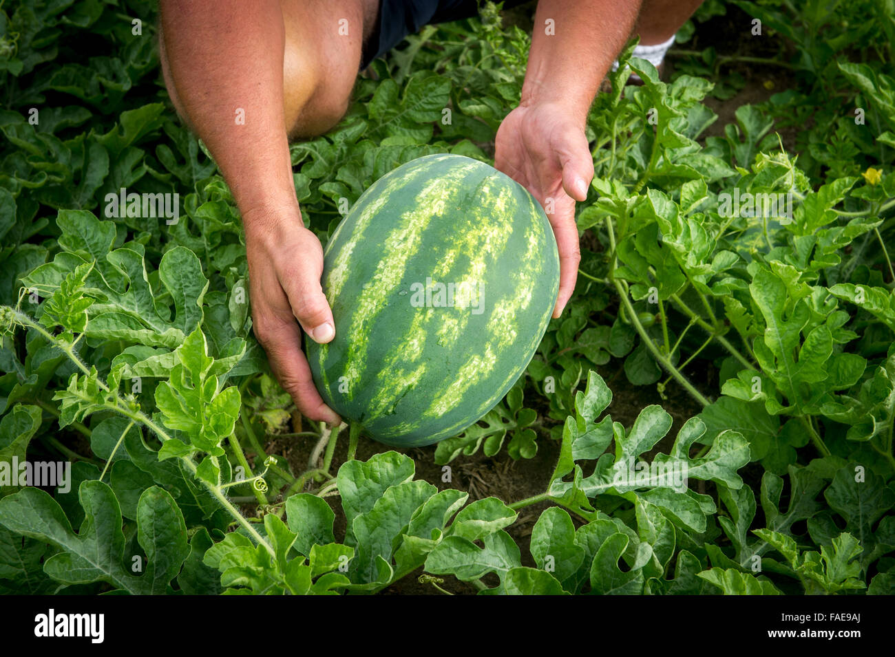 Man holding up a watermelon growing in a field Stock Photo - Alamy