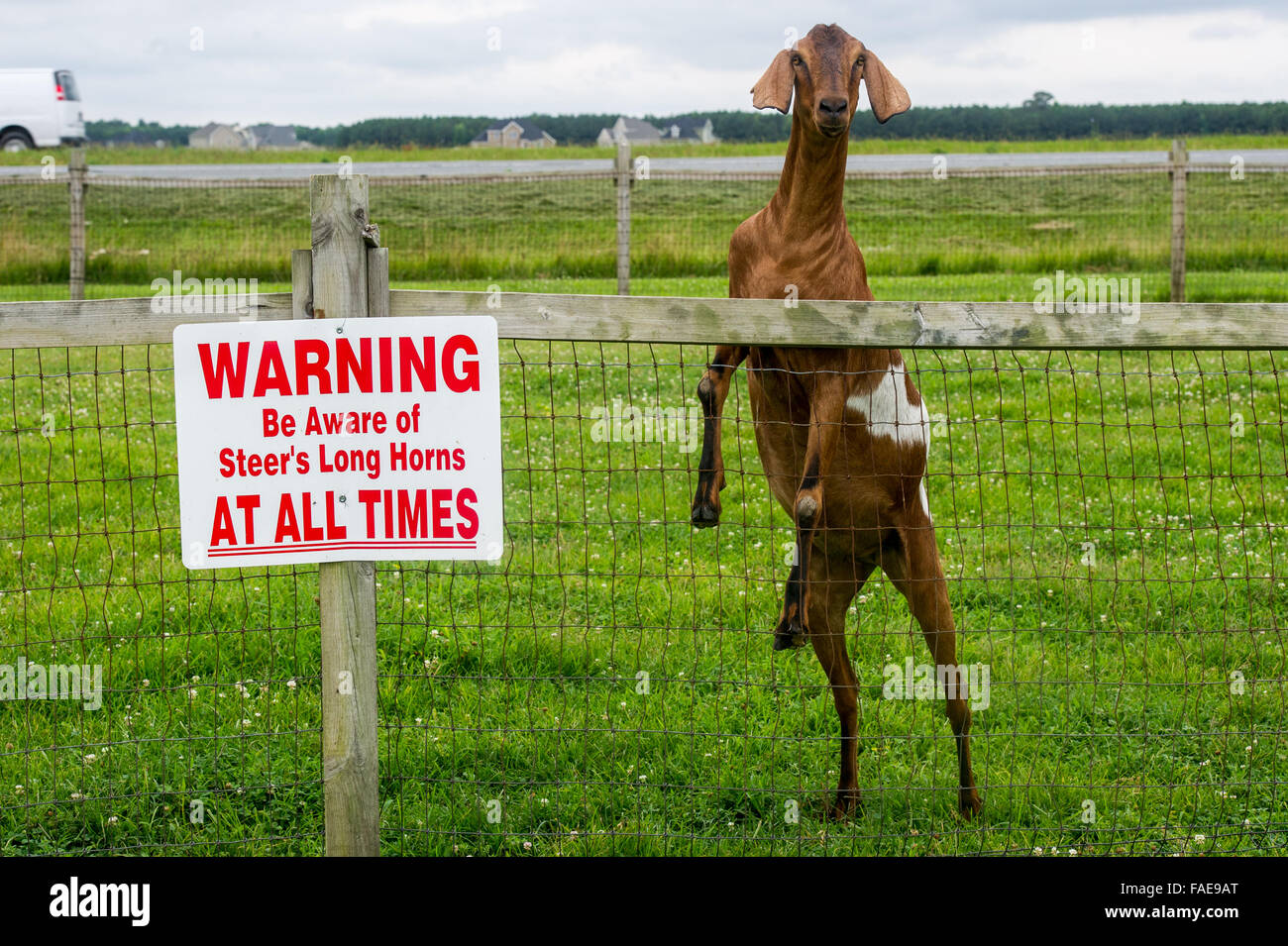 Sign of the horns hi-res stock photography and images - Alamy