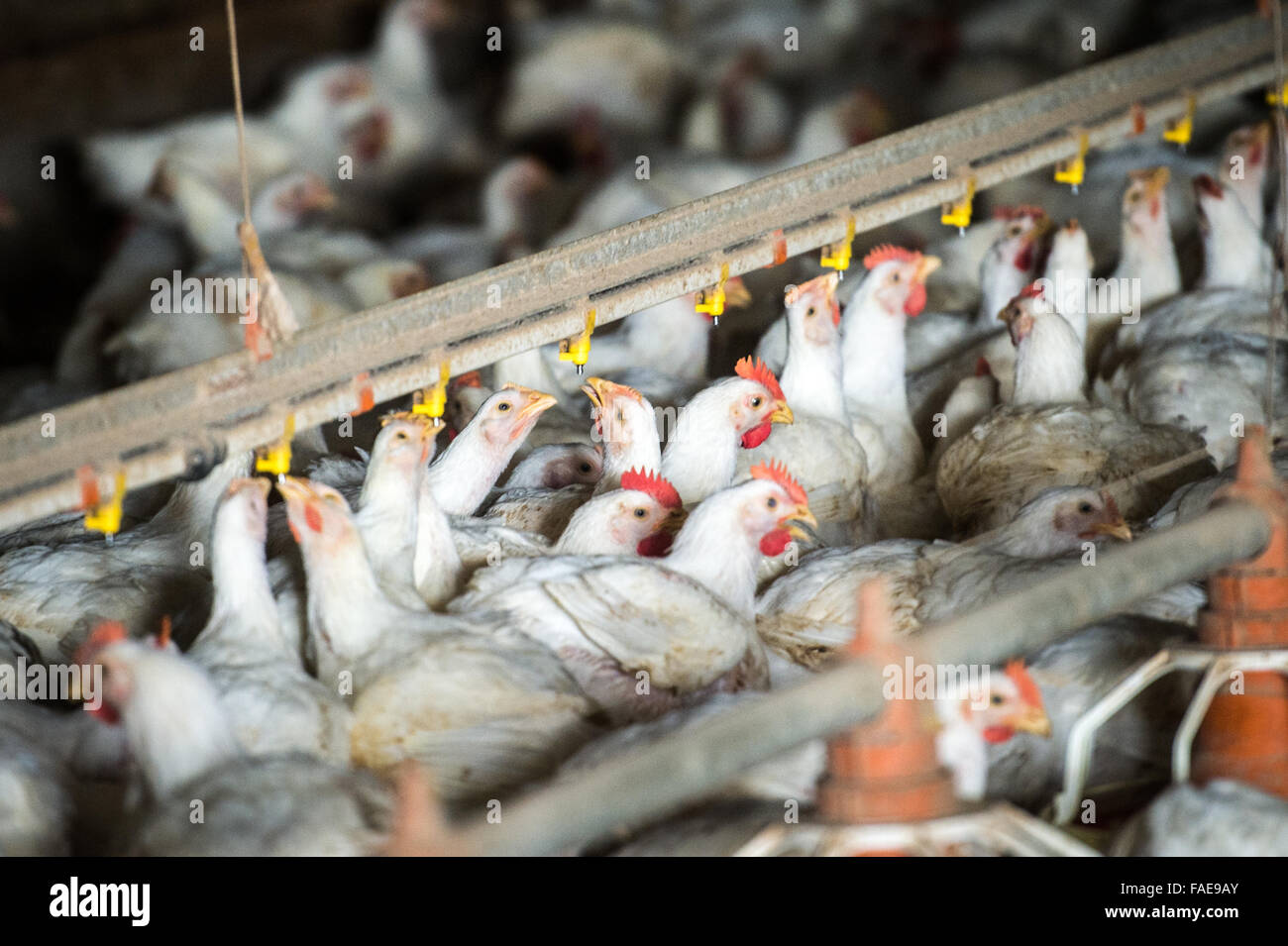 Broiler house hi-res stock photography and images - Alamy