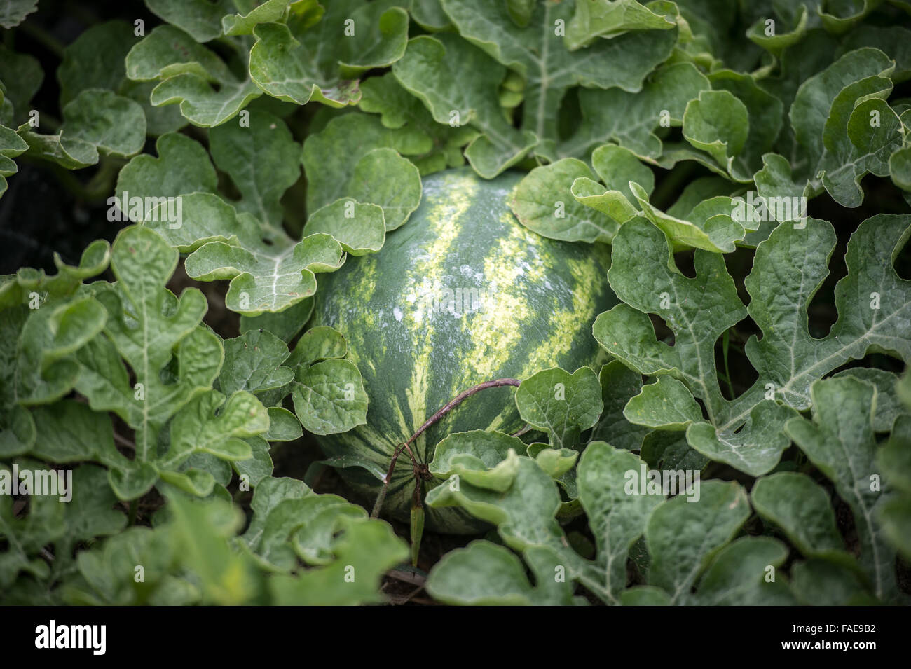 Watermelon Growing Process