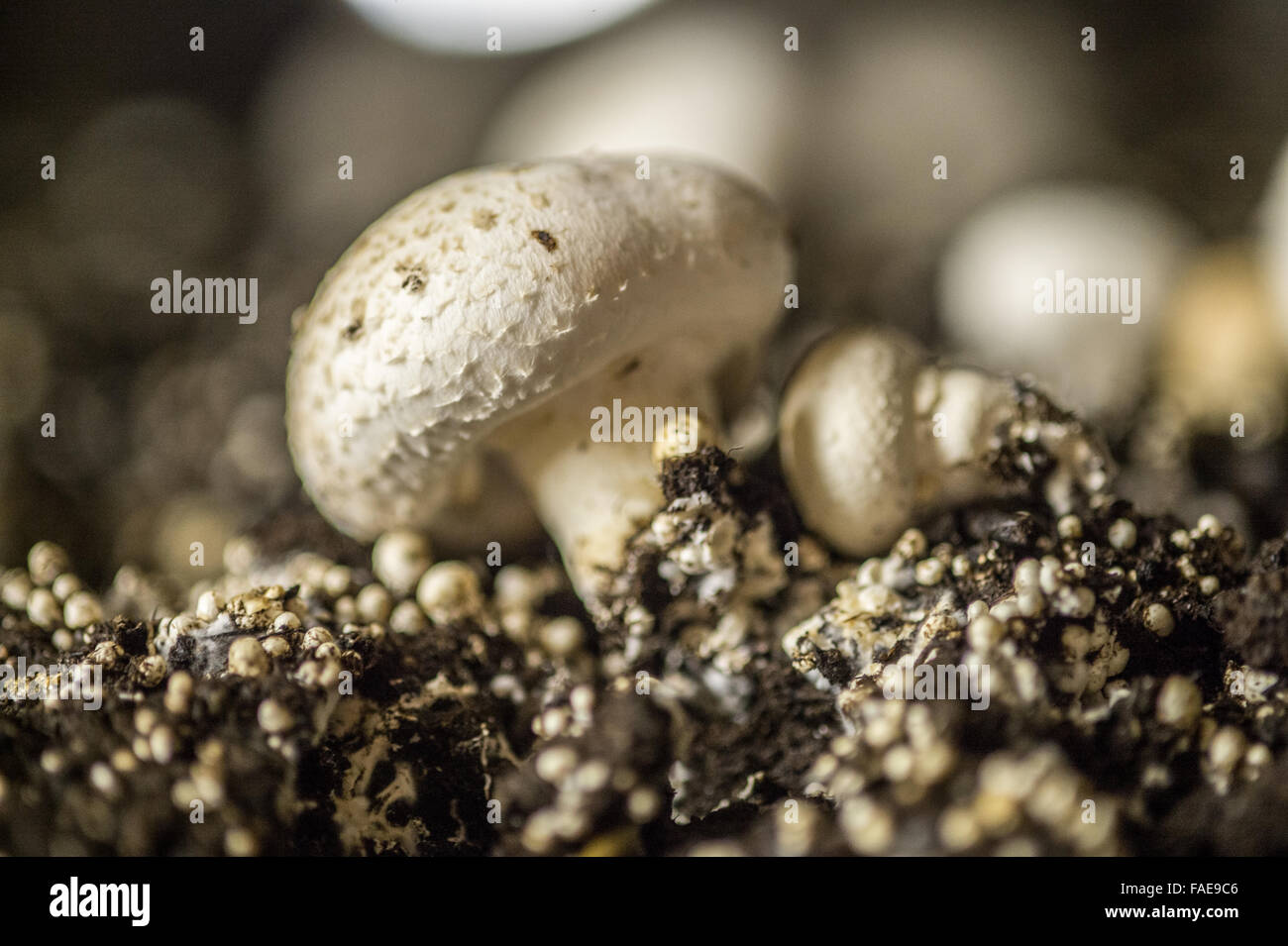 Inside look at a mushroom farm Stock Photo - Alamy
