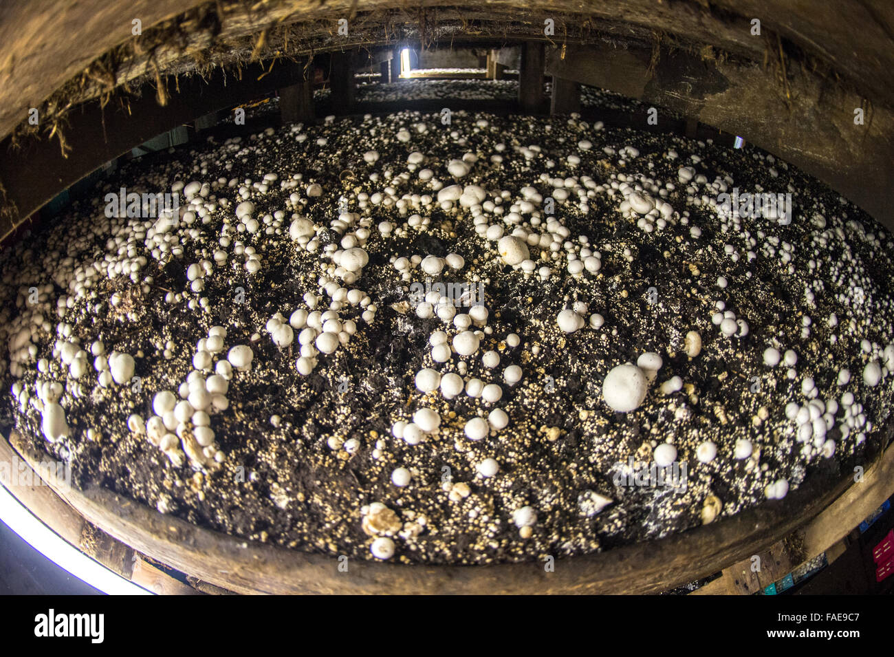 Inside the mushroom hi-res stock photography and images - Alamy