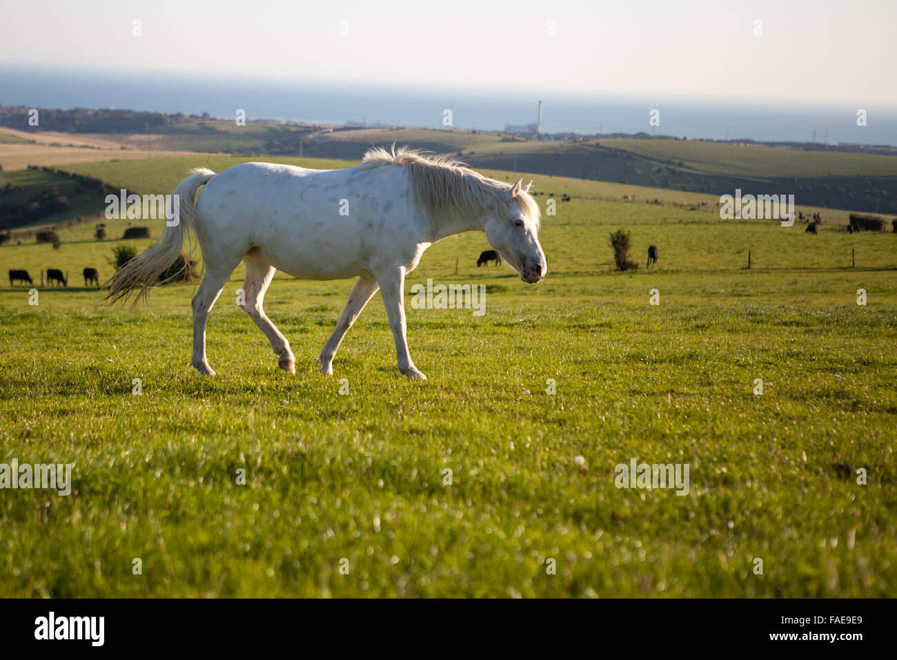 Horse walking profile hi-res stock photography and images - Alamy