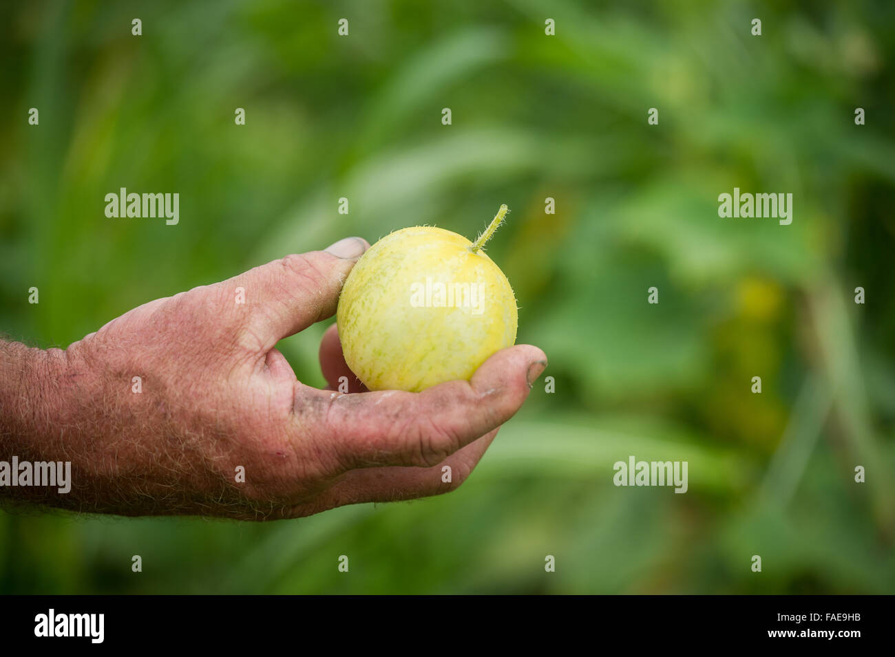 Farmers hand holding freshly picked vegetable Stock Photo - Alamy