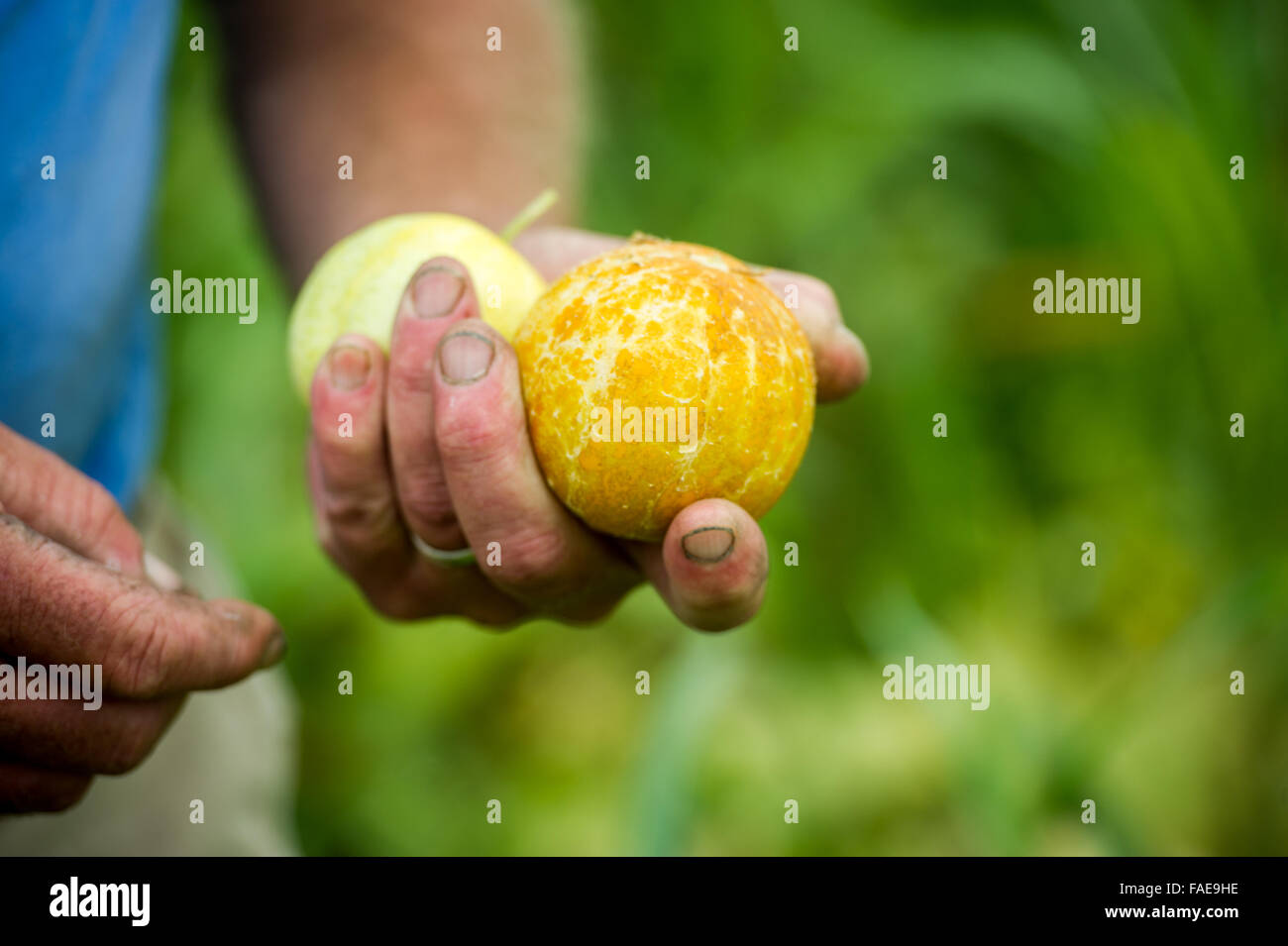 Farmers hand holding freshly picked vegetable Stock Photo - Alamy