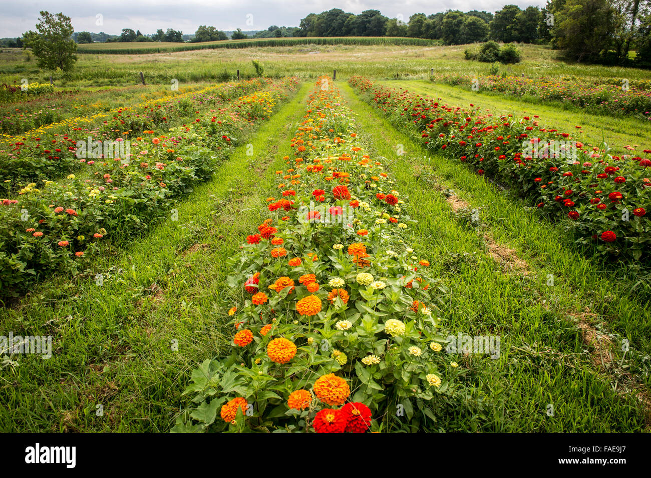 Flowers being grown at a farm Stock Photo - Alamy
