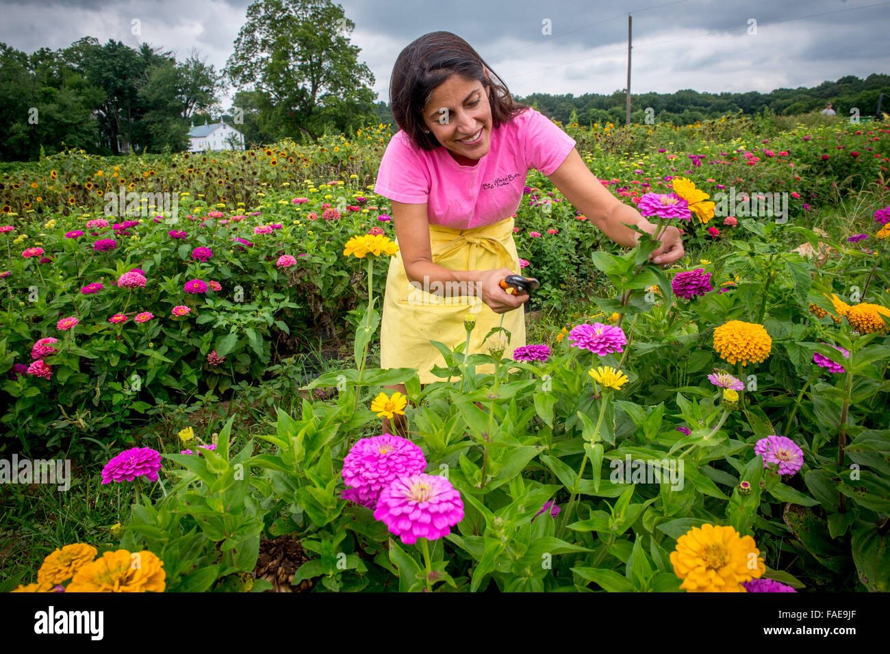 Pick flowers hi-res stock photography and images - Alamy