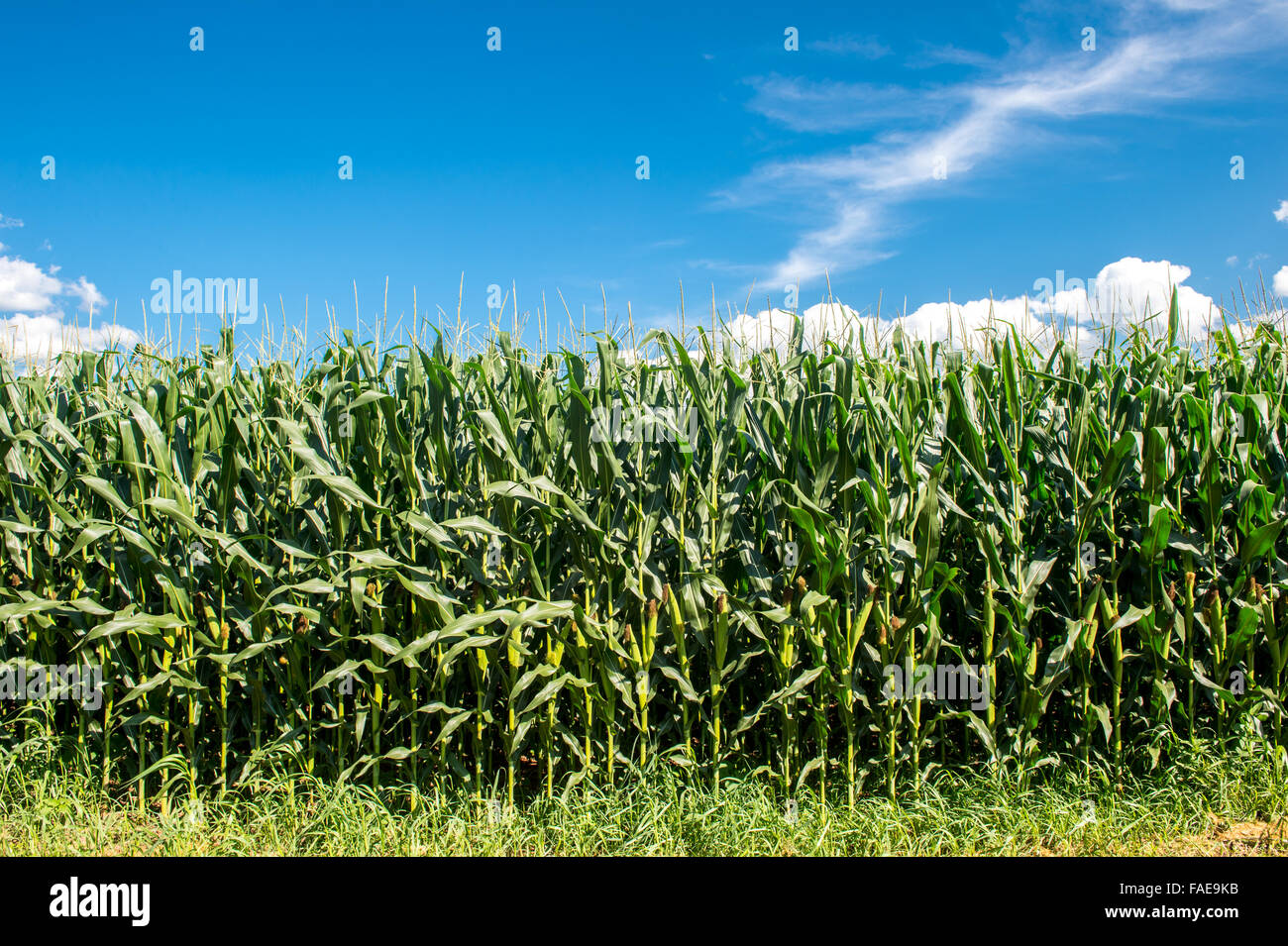 Field of corn Stock Photo - Alamy