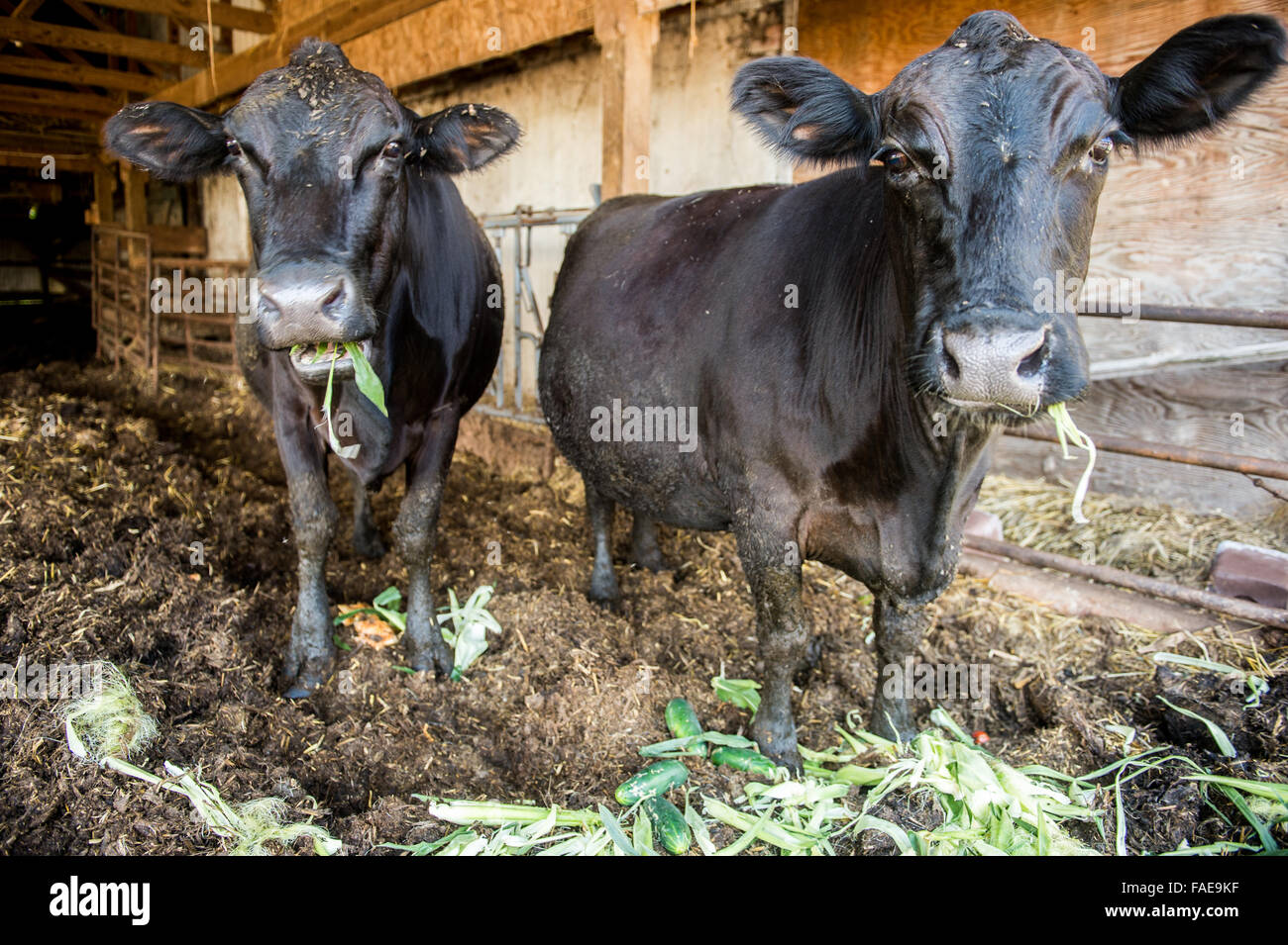 Cows eating in a barn Stock Photo - Alamy