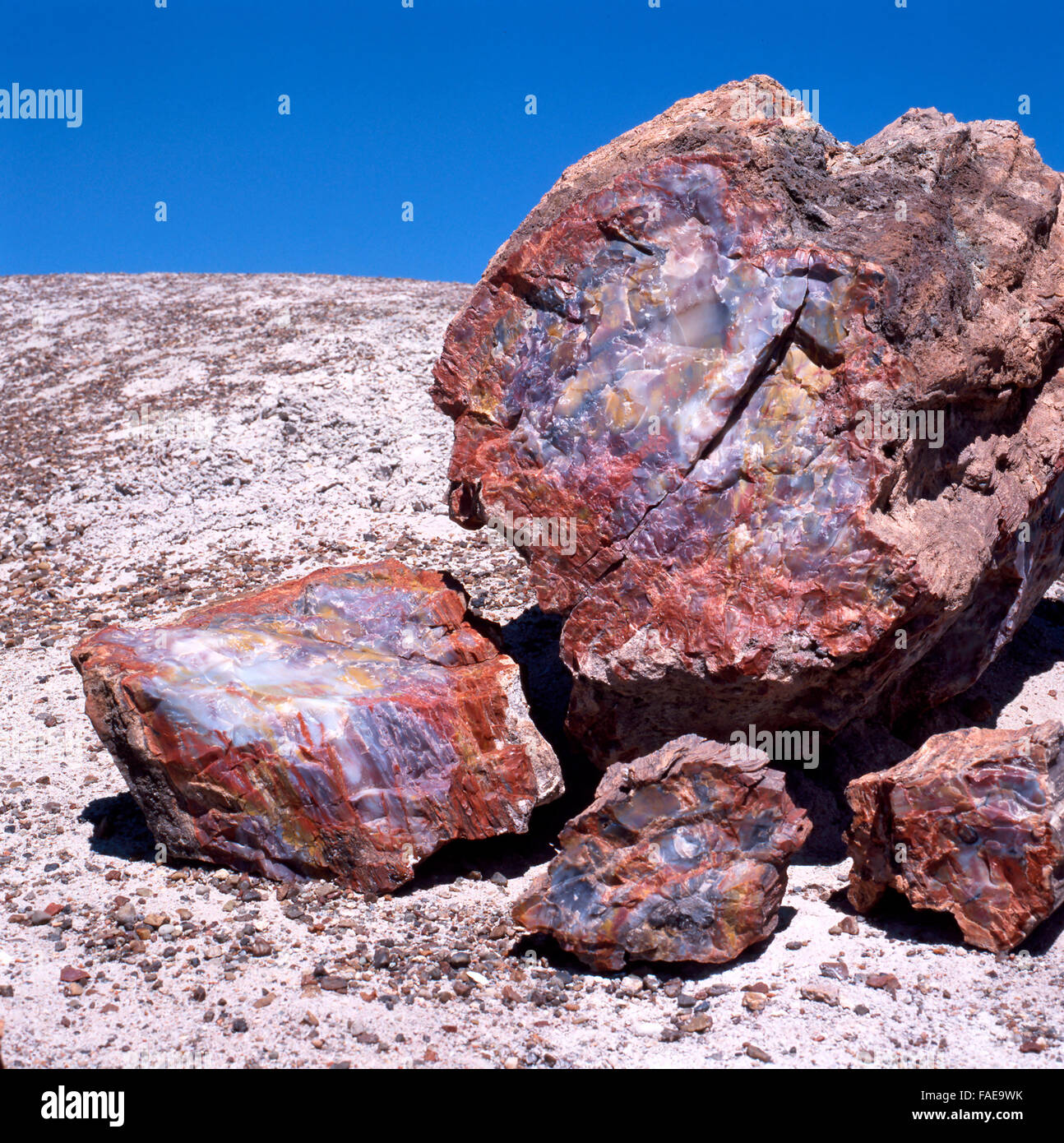 A petrified log has crystalized into many varied colors formed by ...