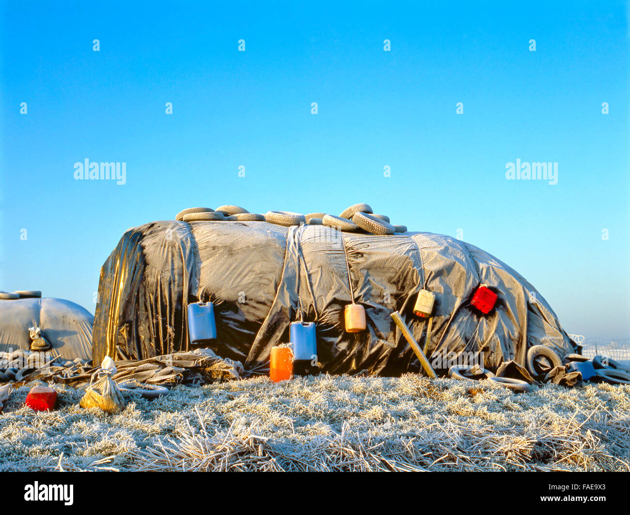Silage at a farm.The plastic cover protects the hay inside and is used ...