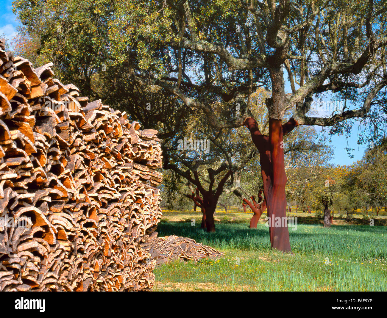 Cork live oak tree hi-res stock photography and images - Alamy