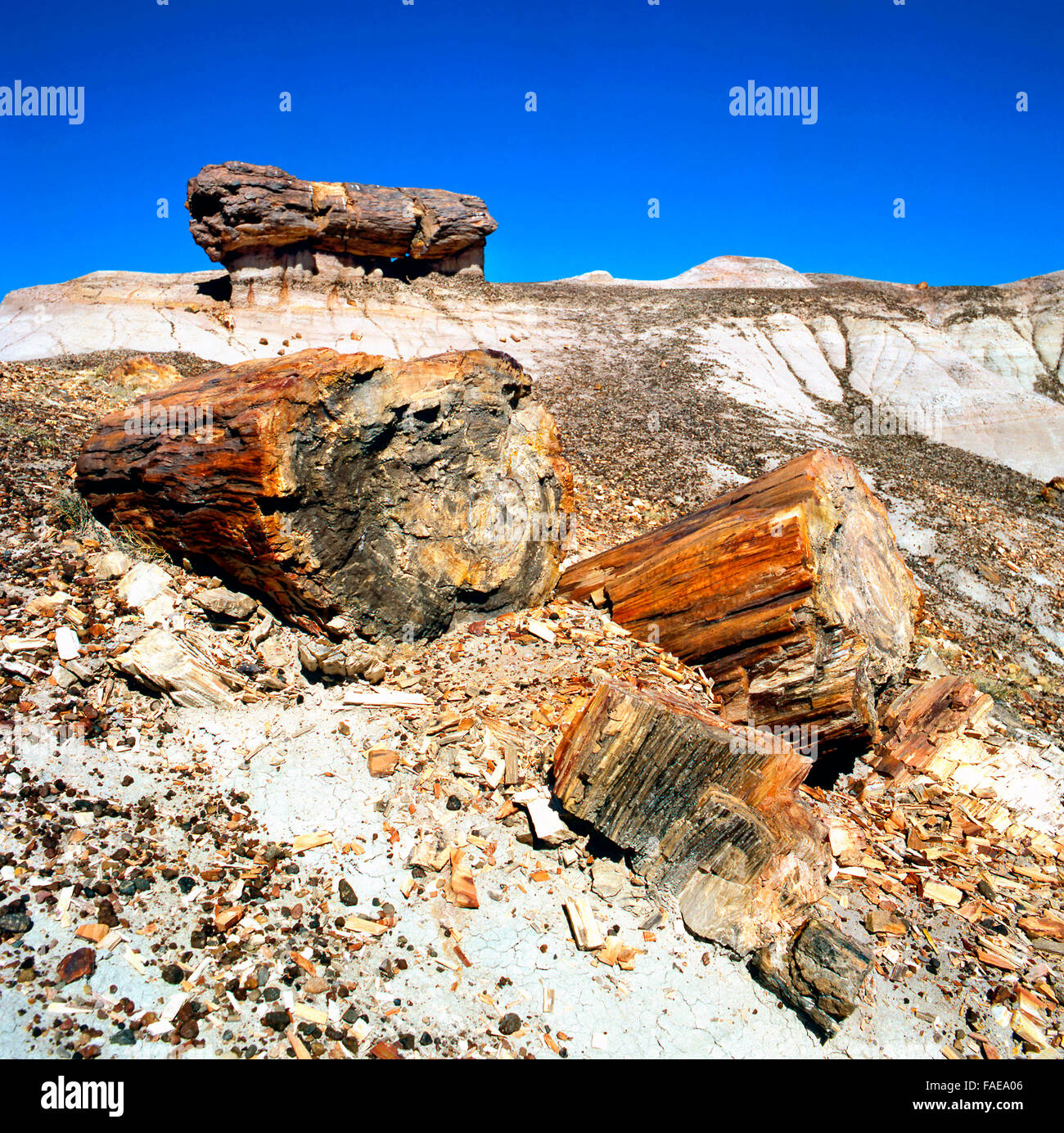 A petrified log has crystallized into many varied colors formed by ...