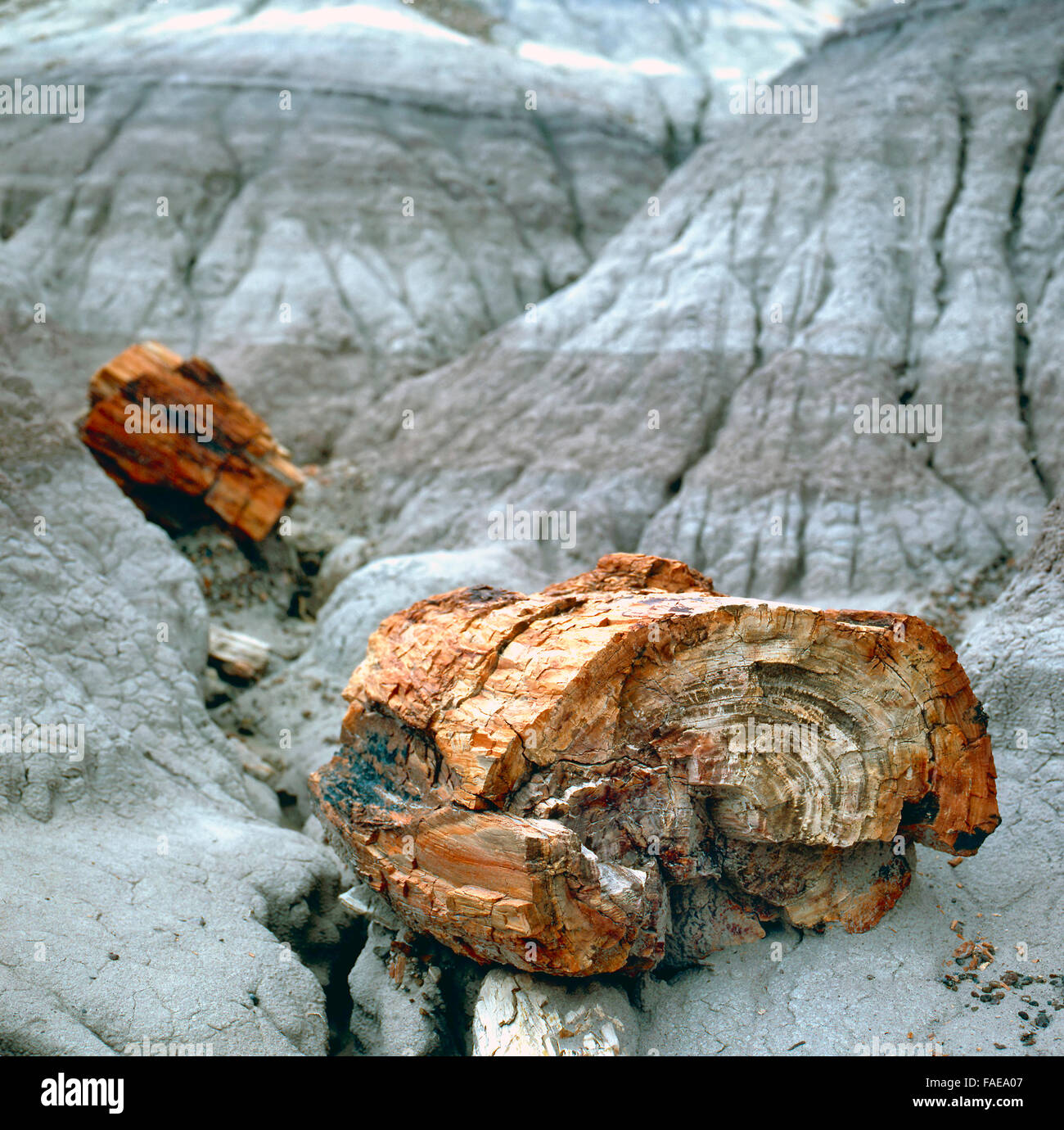 A petrified log has crystallized into many varied colors formed by ...