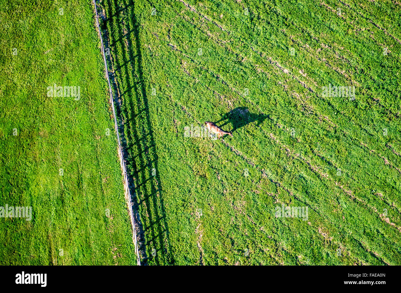 Aerial view horses in hi-res stock photography and images - Alamy