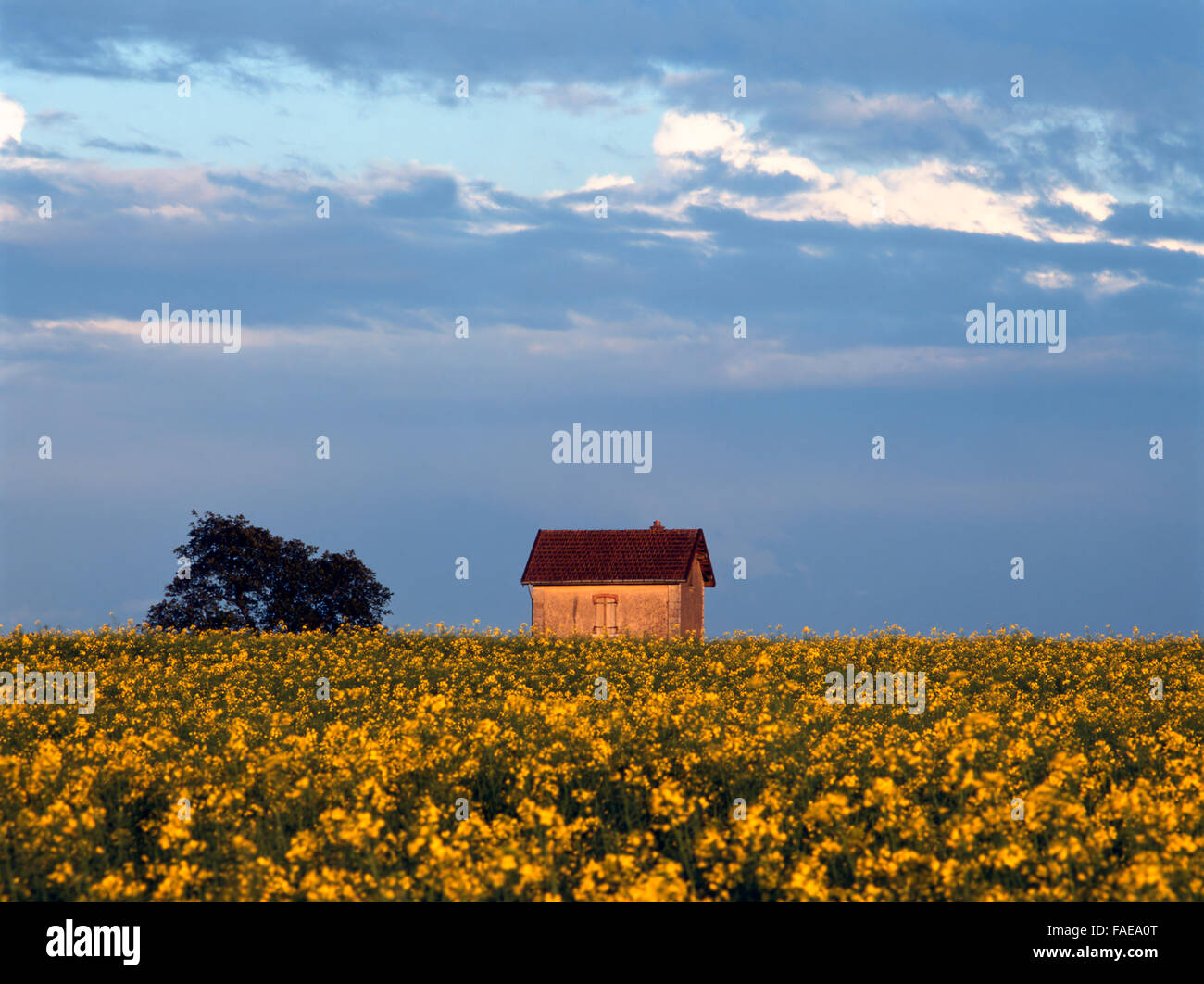 House in colza field at sunset in France Stock Photo - Alamy
