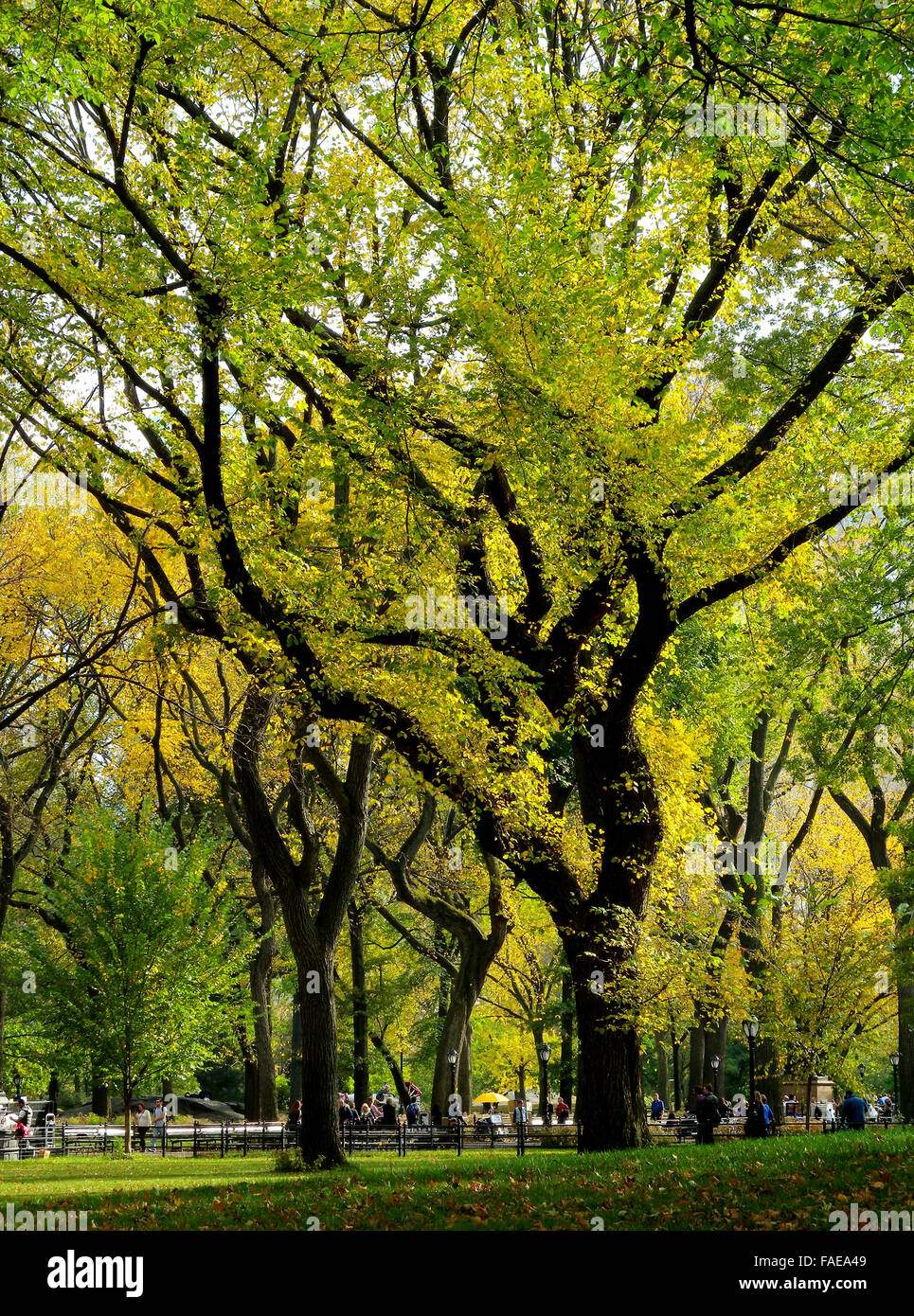 Trees of central park during fall Stock Photo - Alamy
