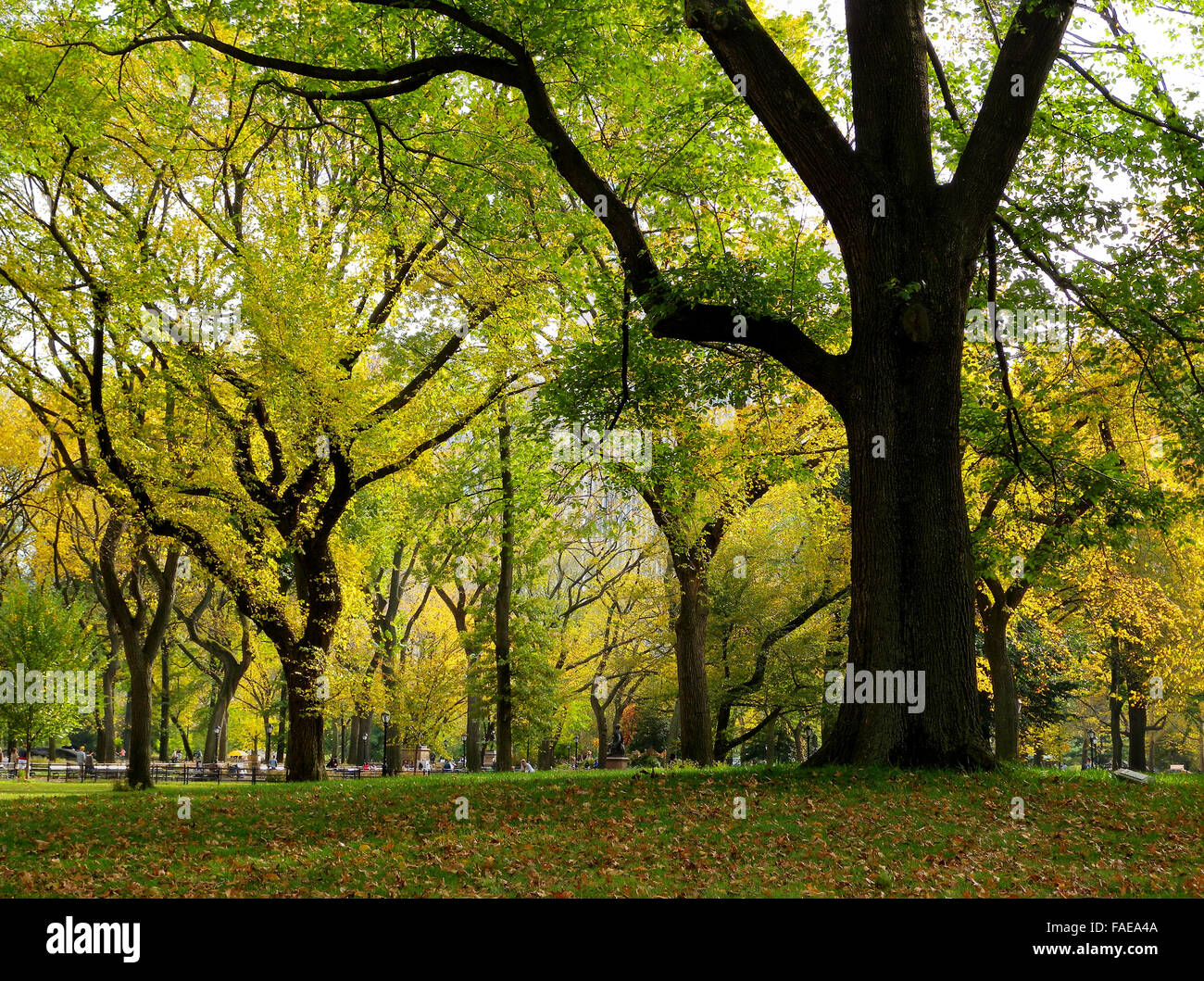 Fall at central Park Stock Photo - Alamy