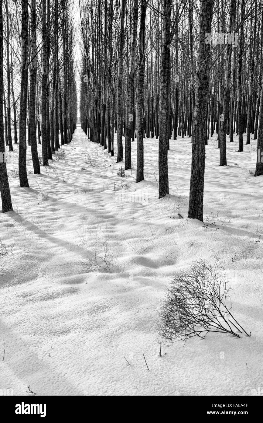 Shadow of trees in winter Stock Photo - Alamy