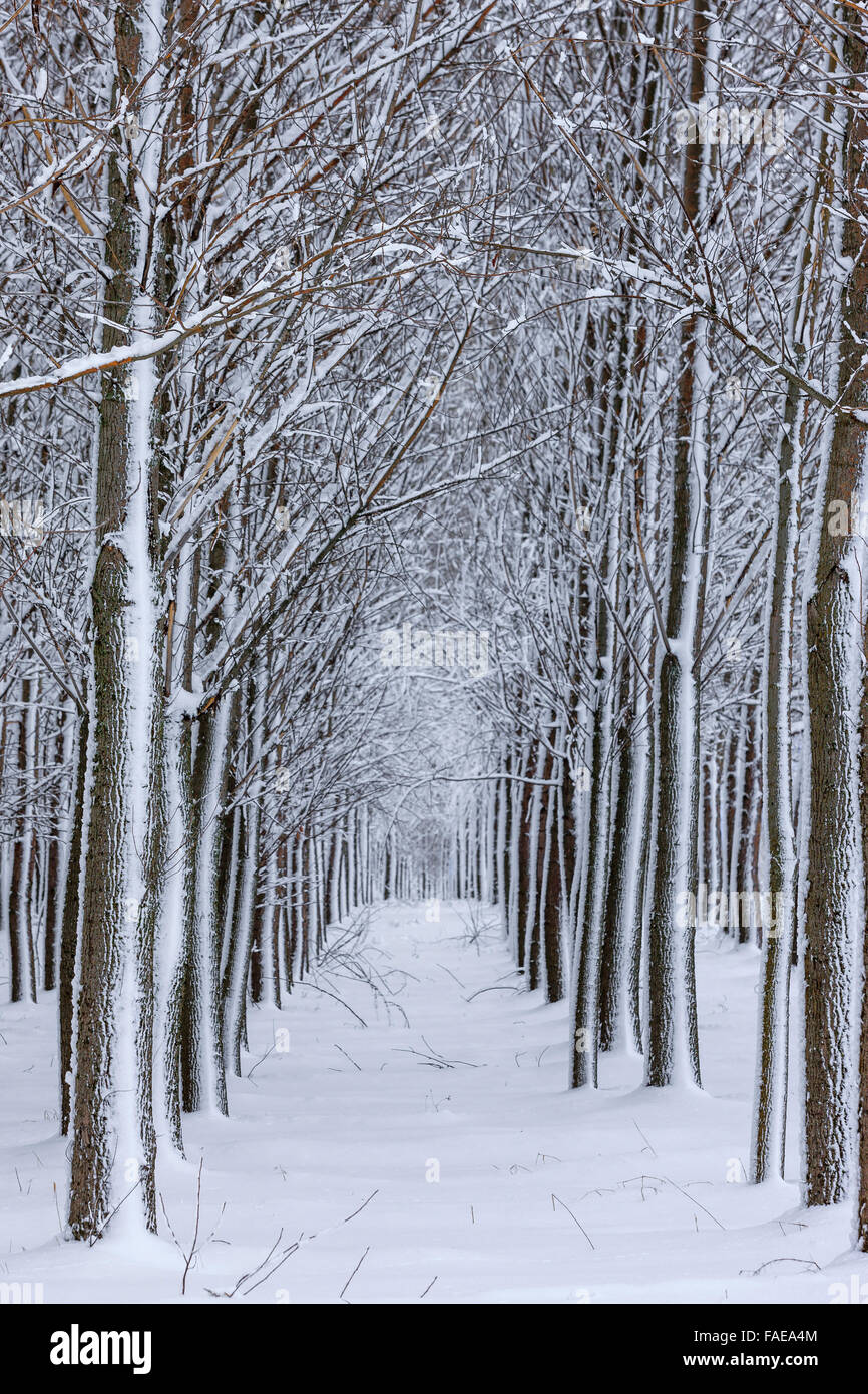 Snow lined trees in rows Stock Photo - Alamy