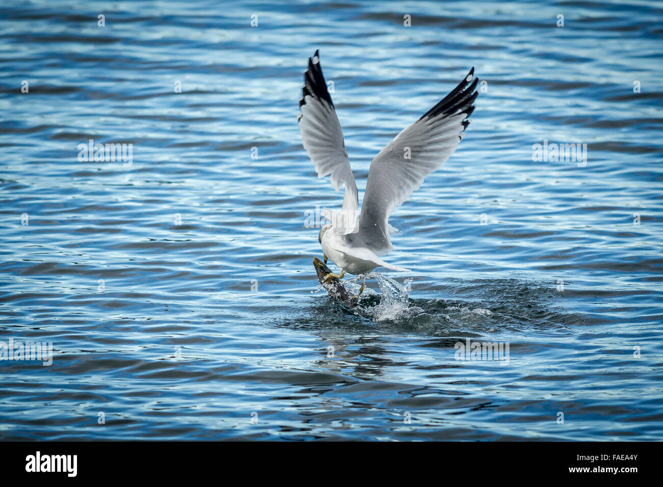 Catching a seagull hi-res stock photography and images - Alamy