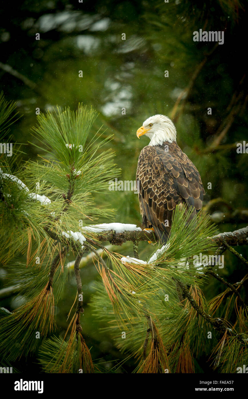 Profile view of bald eagle Stock Photo - Alamy