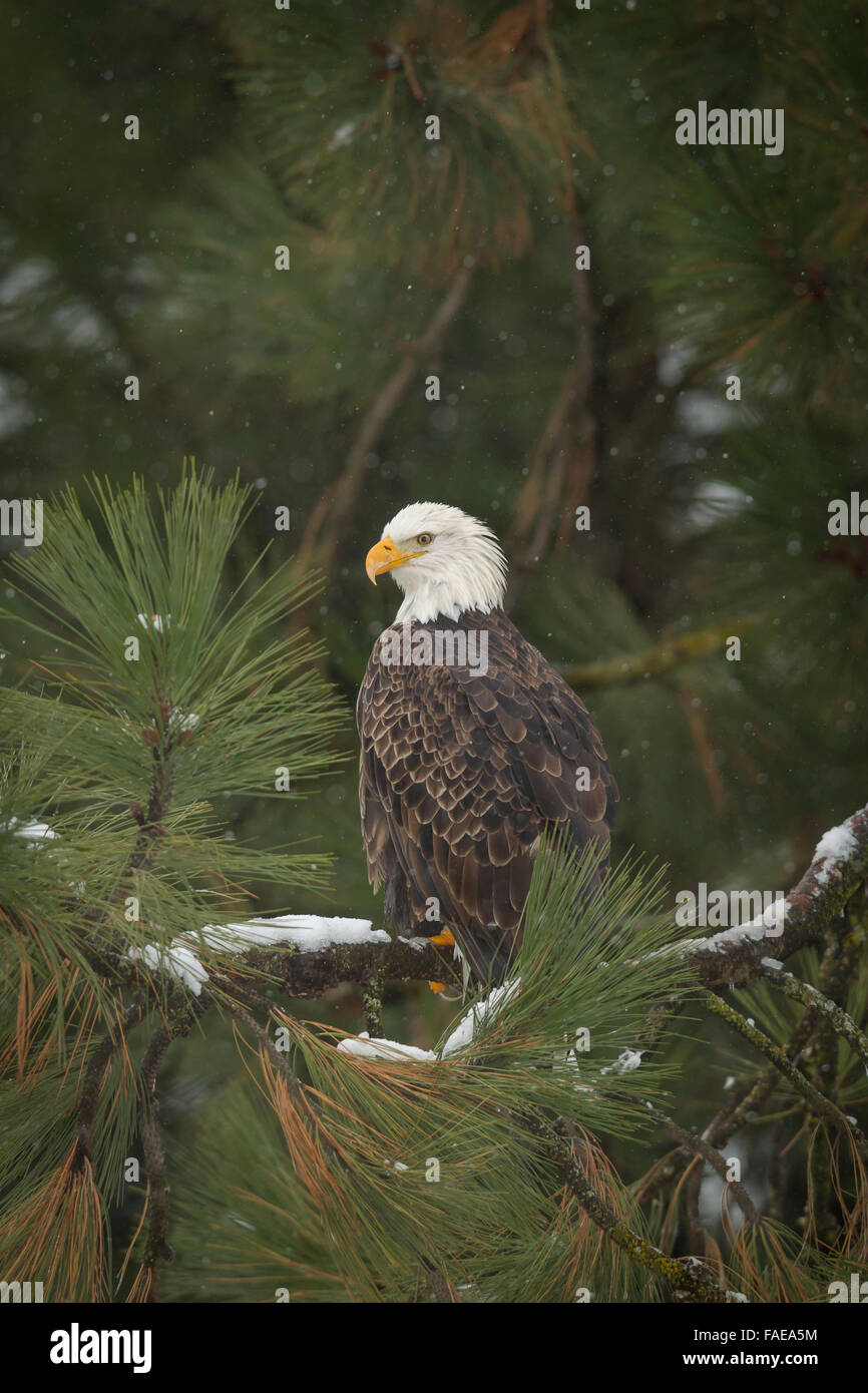 Perched bald eagle Stock Photo - Alamy