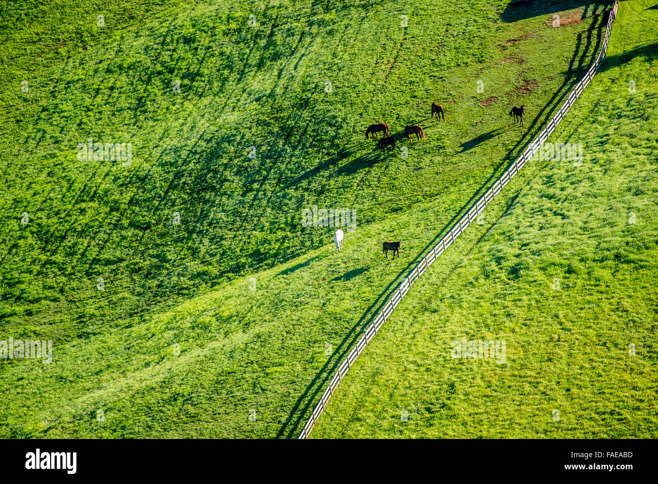 Aerial view horses in hi-res stock photography and images - Alamy