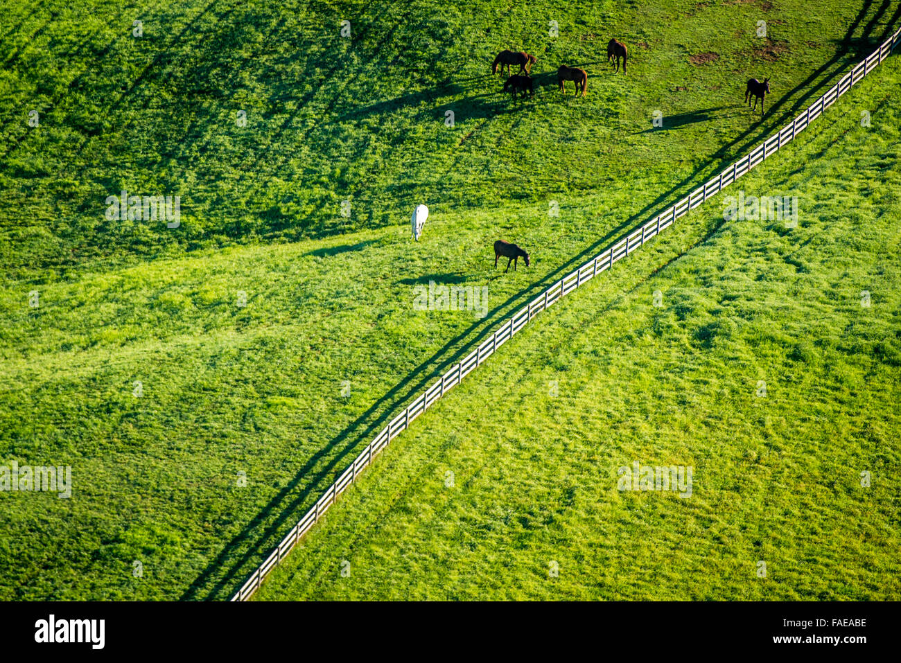 Aerial view horses in hi-res stock photography and images - Alamy