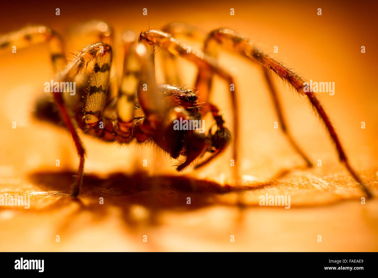 wolf spider stalking Stock Photo - Alamy