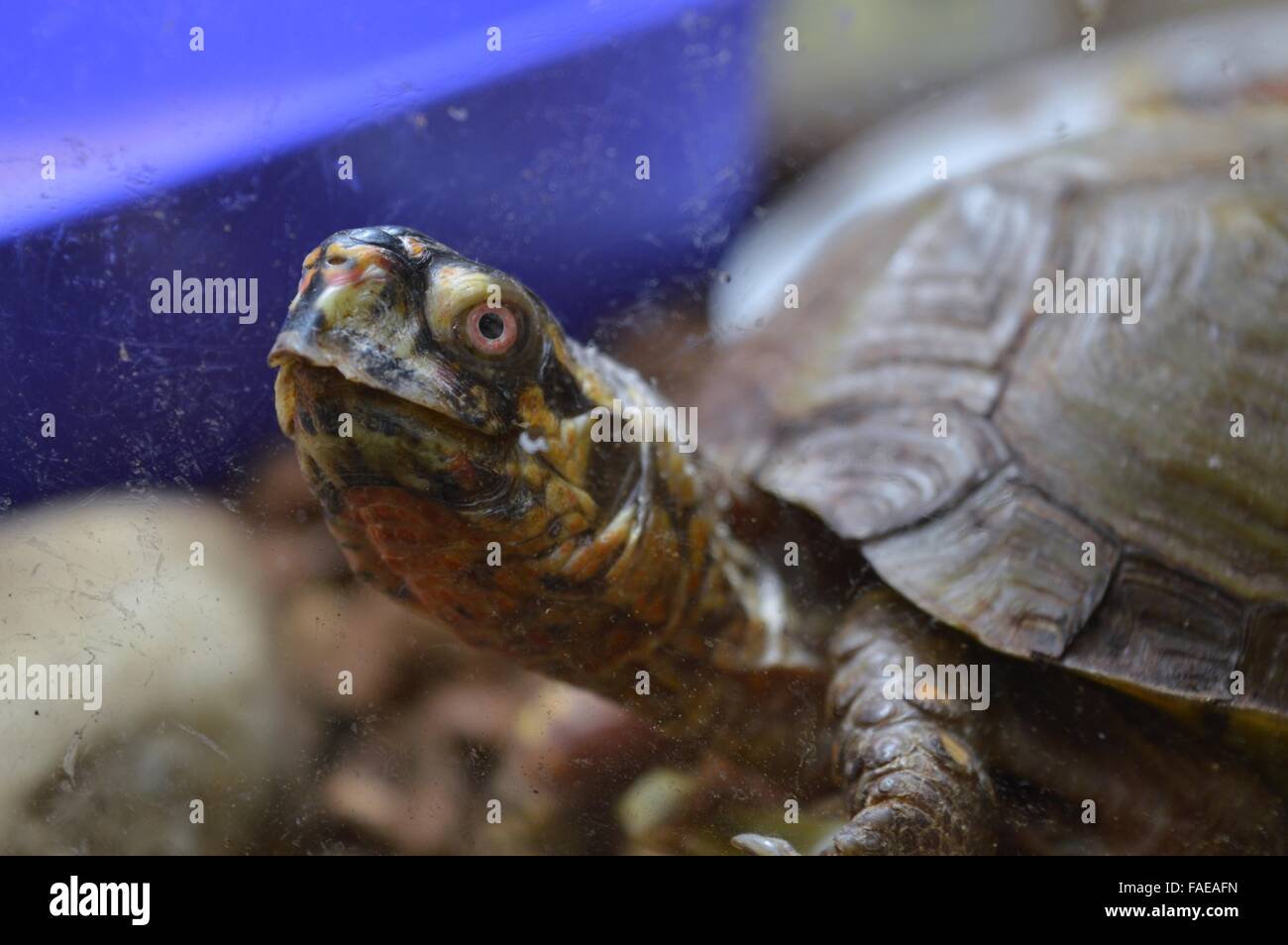 Box turtle aquarium hi-res stock photography and images - Alamy