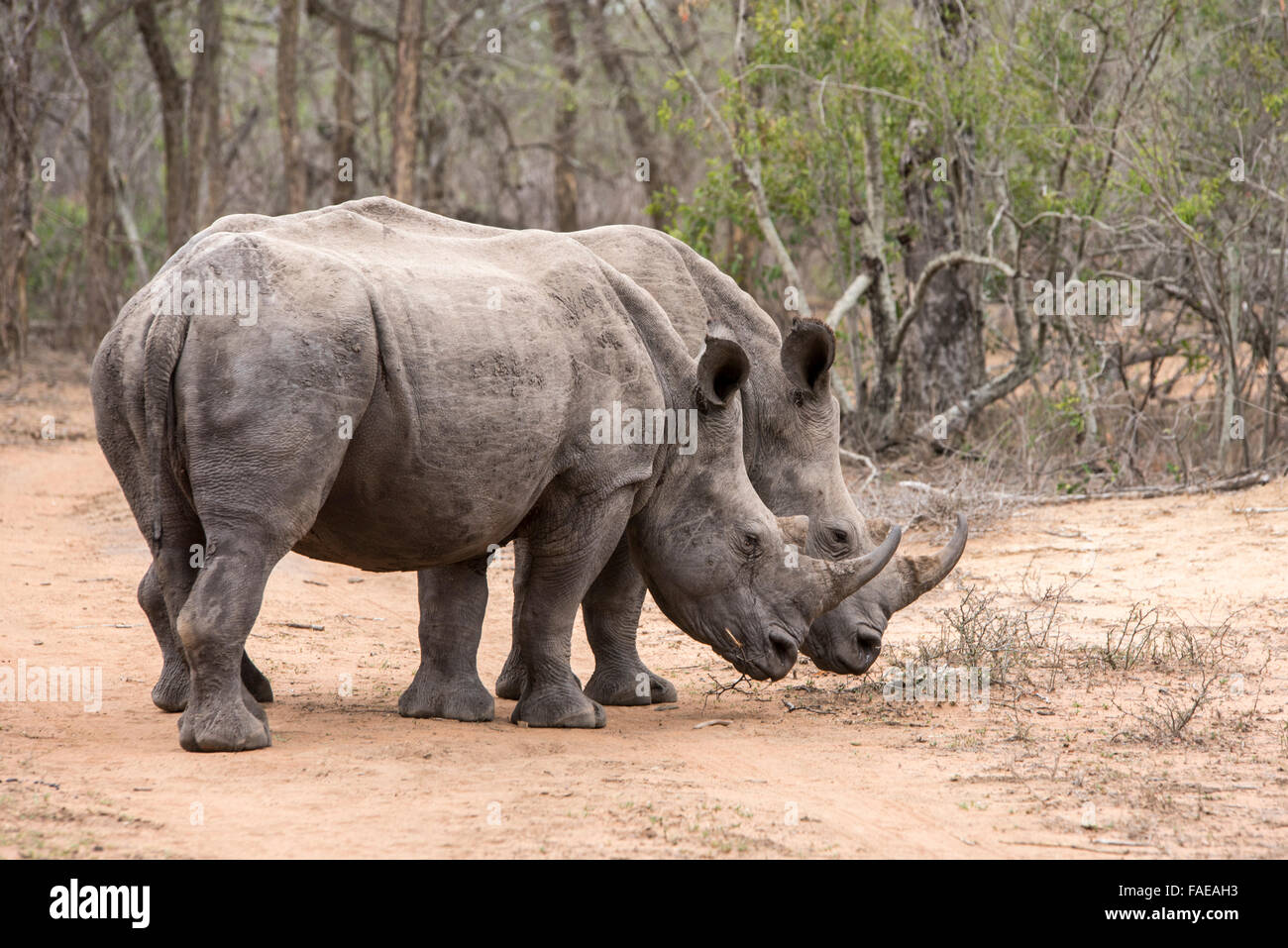 White rhinocerus bulls hi-res stock photography and images - Alamy